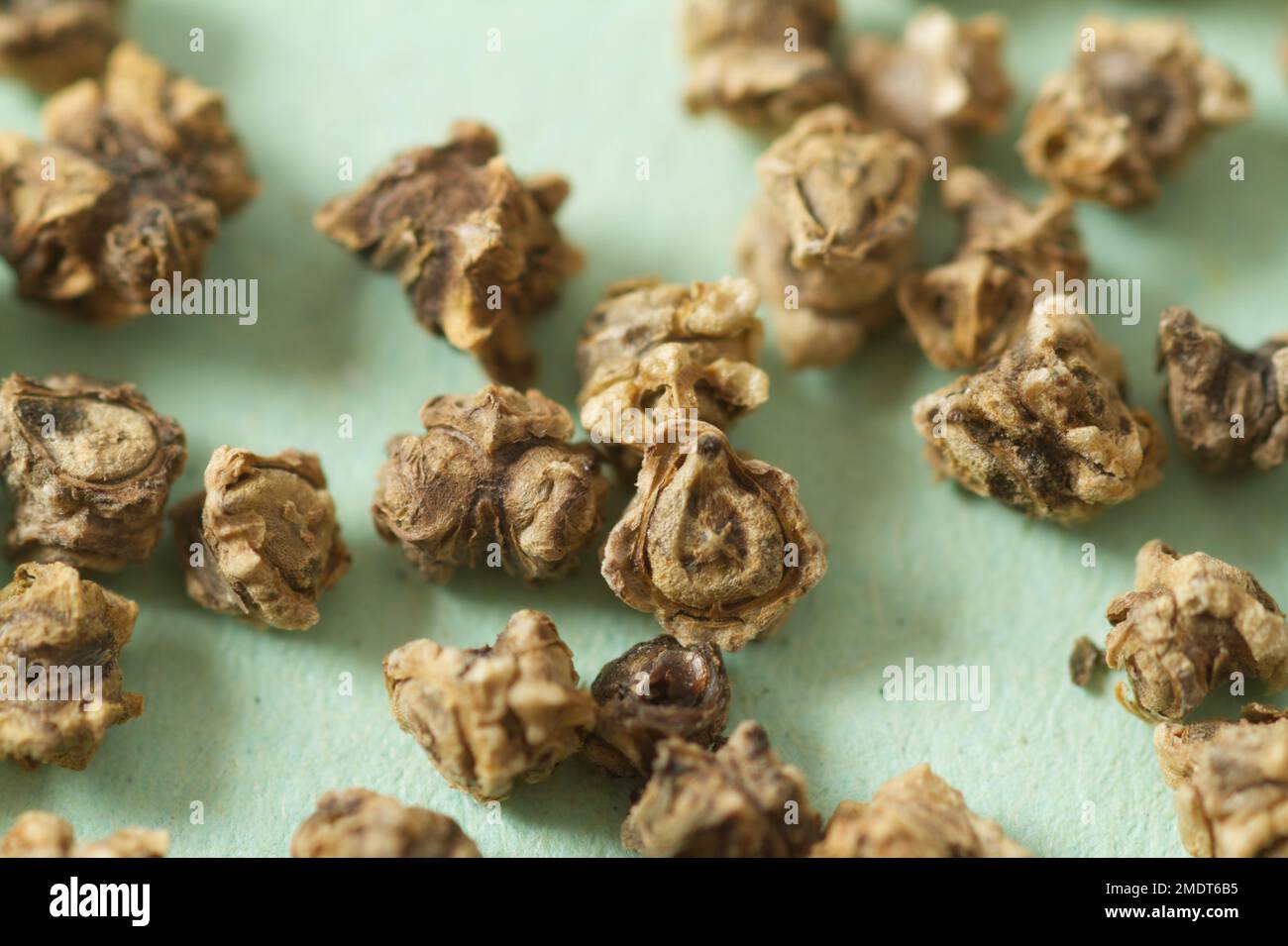 Seeds of the beetroot plant variety 'Chioggia' Stock Photo - Alamy