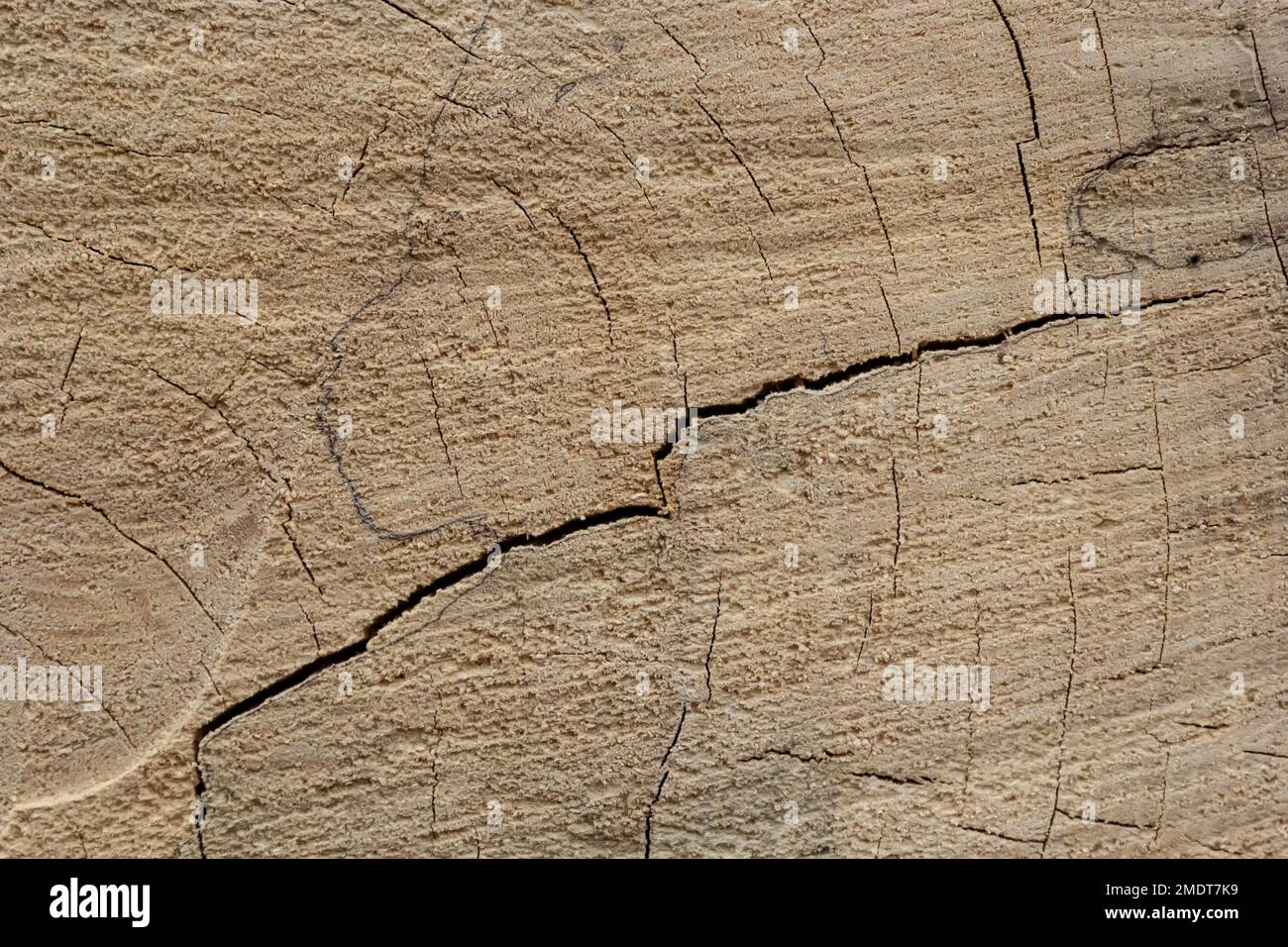 Woodiness growth ring, closeup of photo. wooden planks background. bark ...