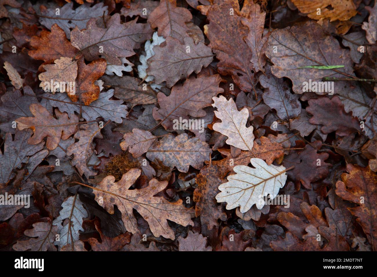 Wet background hi-res stock photography and images - Alamy
