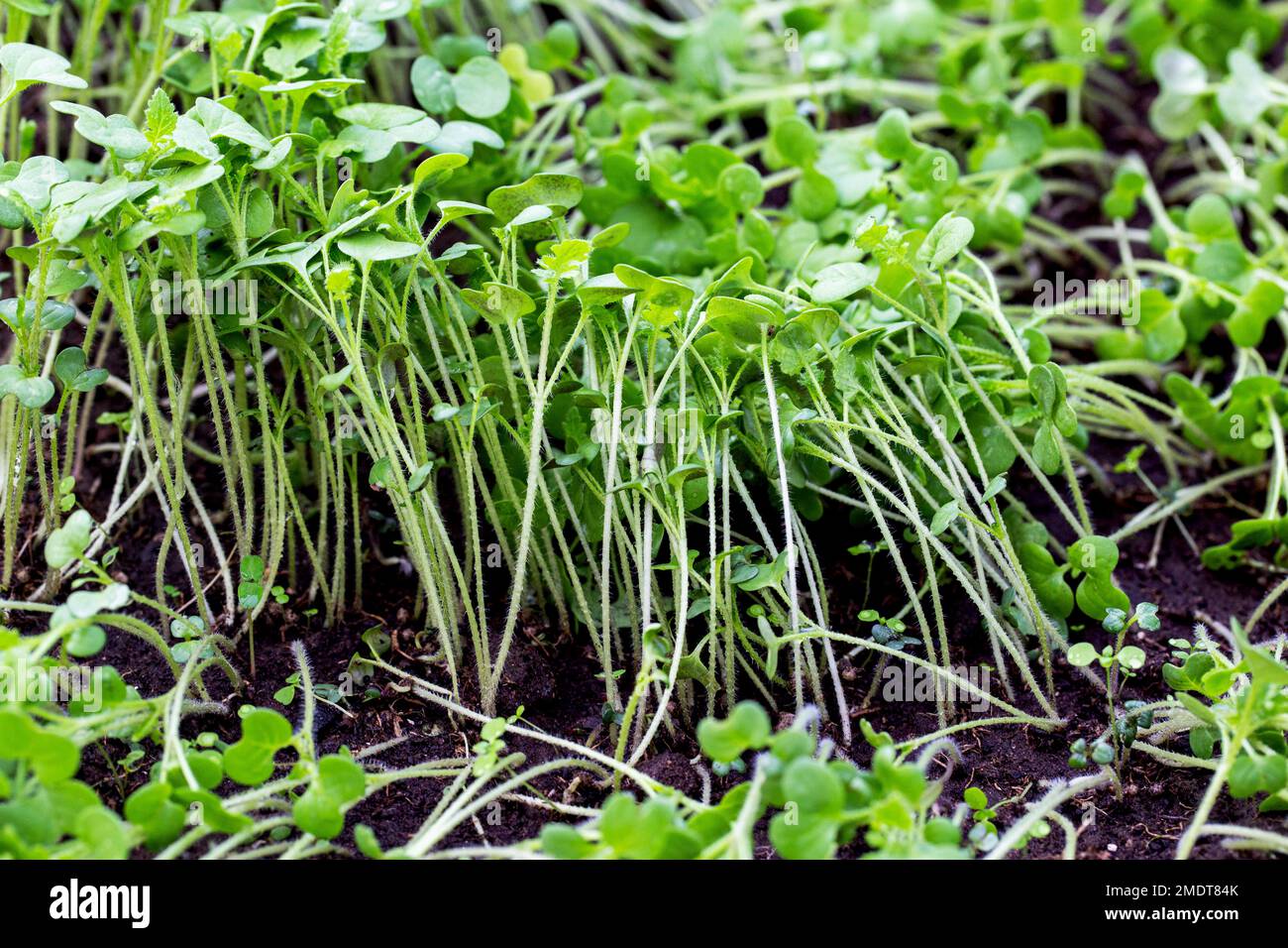 Green plant oil radish. A plant that sits in the soil in a greenhouse ...
