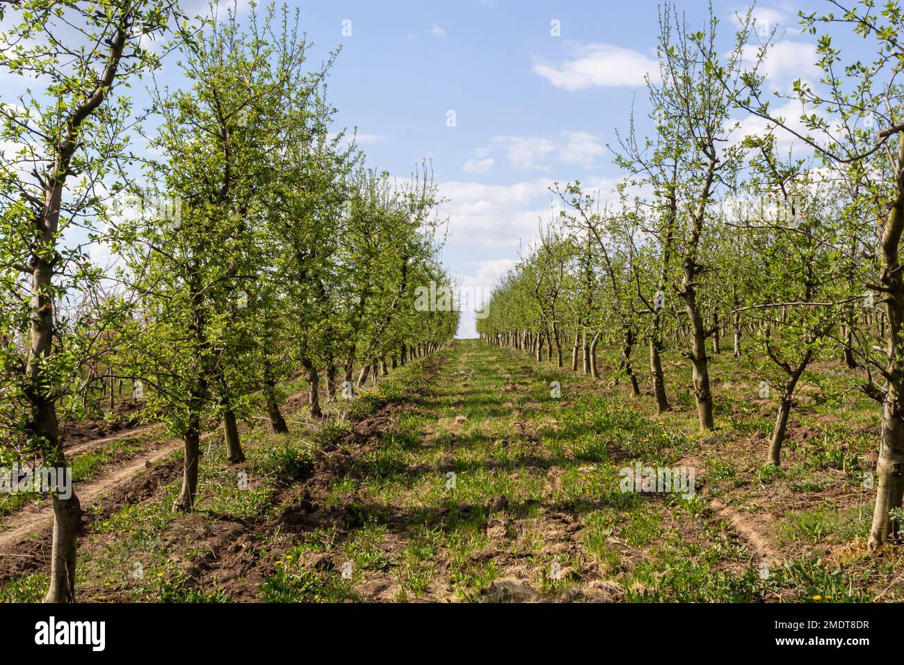 Cherry orchard landscape agriculture spring hi-res stock photography ...