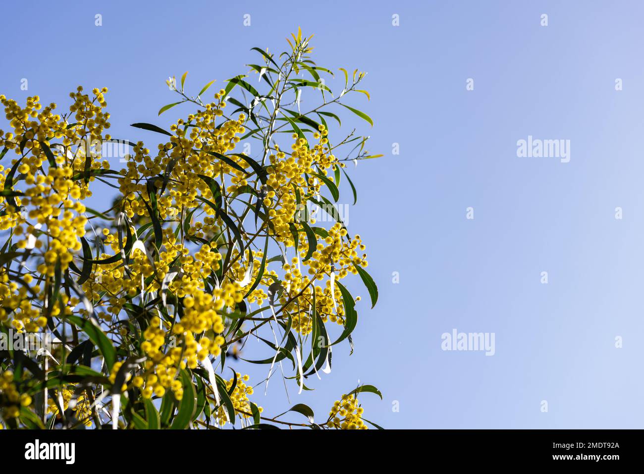 yellow flowering wattle and green leaves against a blue sky with copy ...
