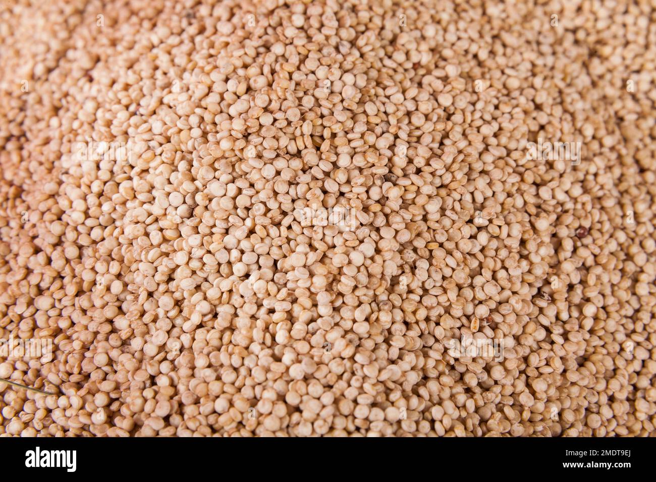 Healthy raw Organic Amaranth Grain - Amaranthus Stock Photo - Alamy