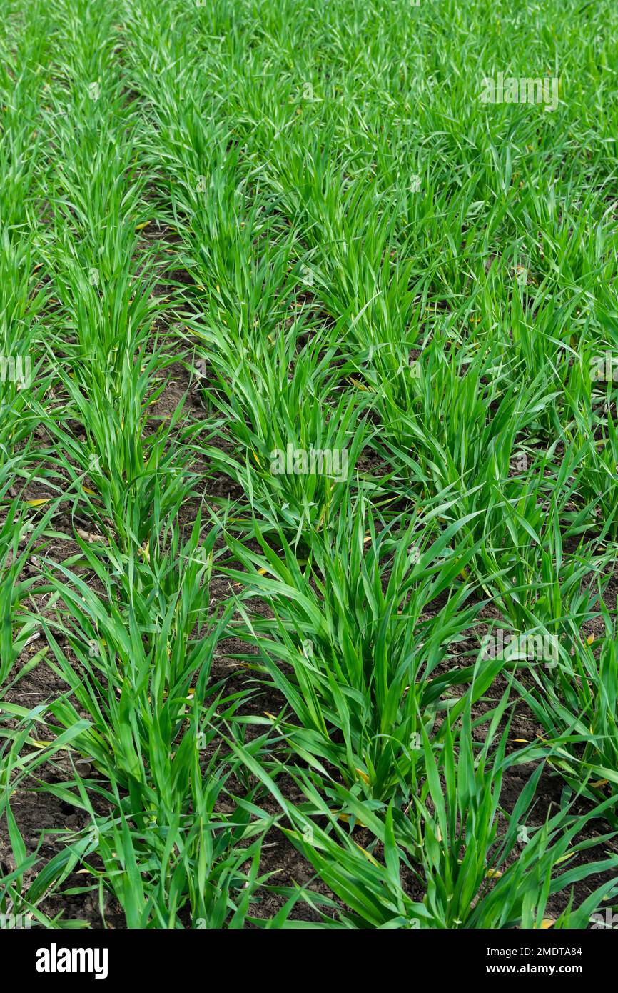 Sprouts young wheat in spring hi-res stock photography and images - Alamy