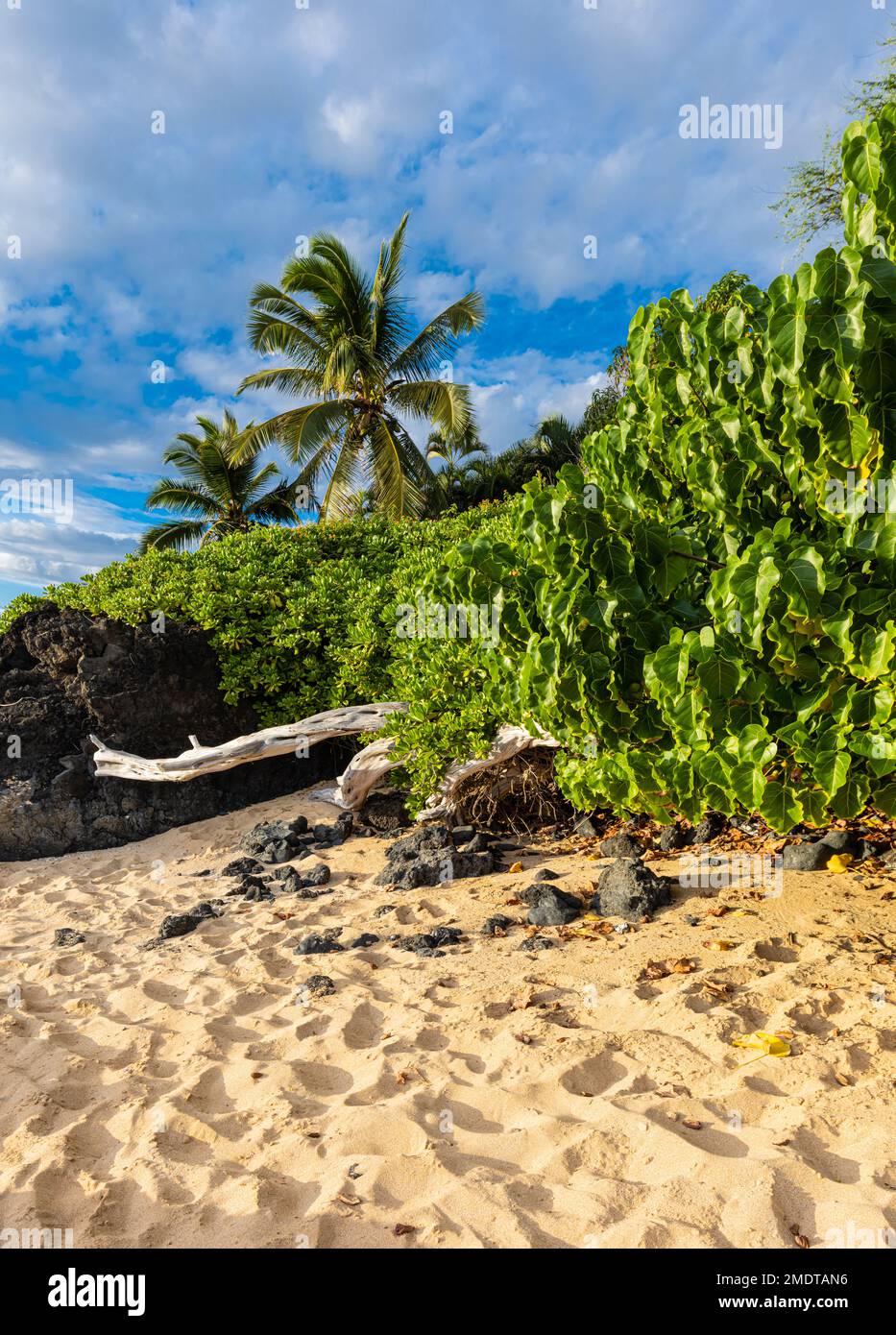 Palm Trees and Sand on Big Beach, Makena State Park, Maui, Hawaii, USA ...