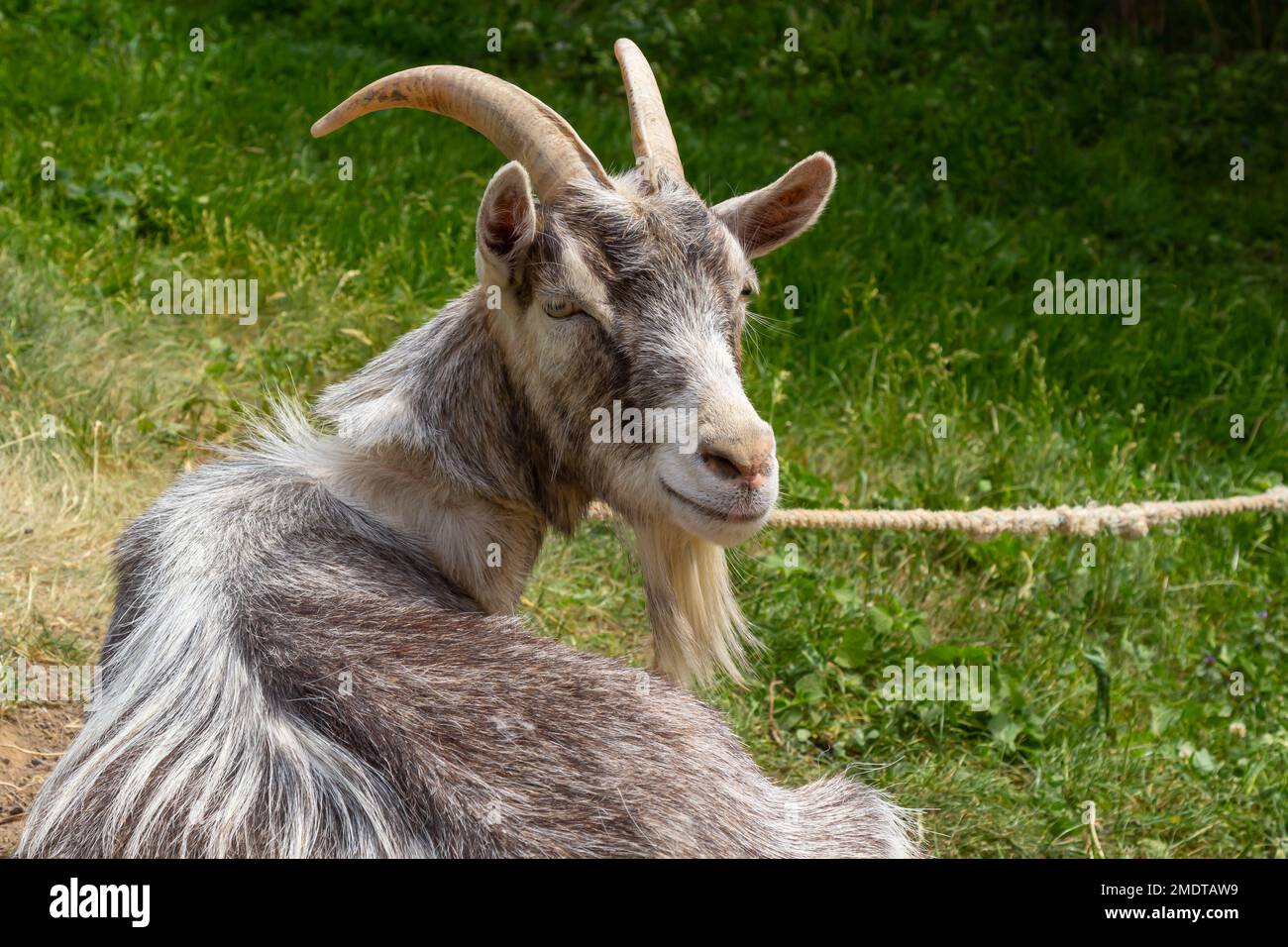 A cute feeding goat in gray and orange color grazing in the meadow ...