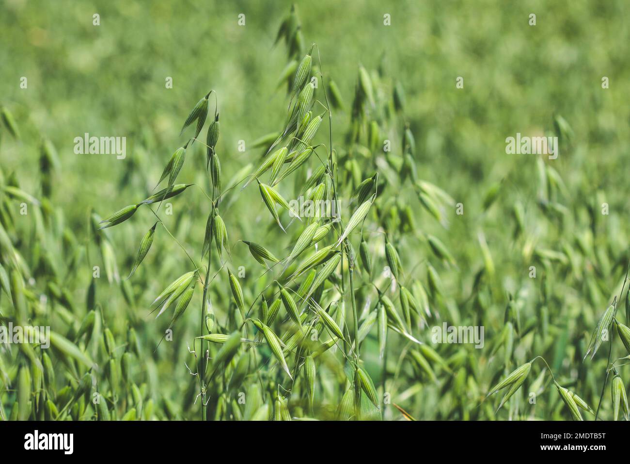 Cultivated forage hi-res stock photography and images - Alamy
