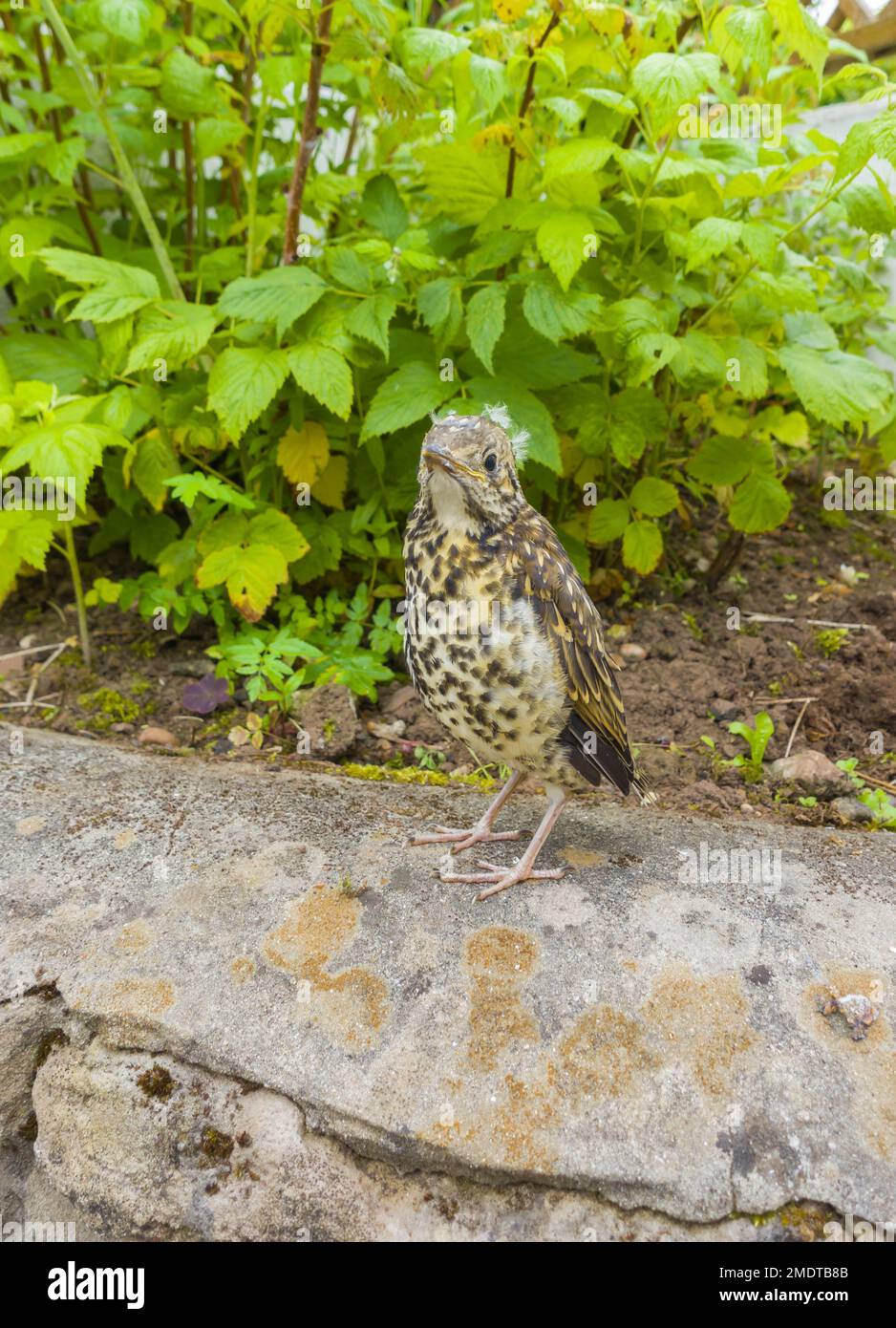 Hand reared Song thrush chick (Turdus philomelos) with downy feathers ...