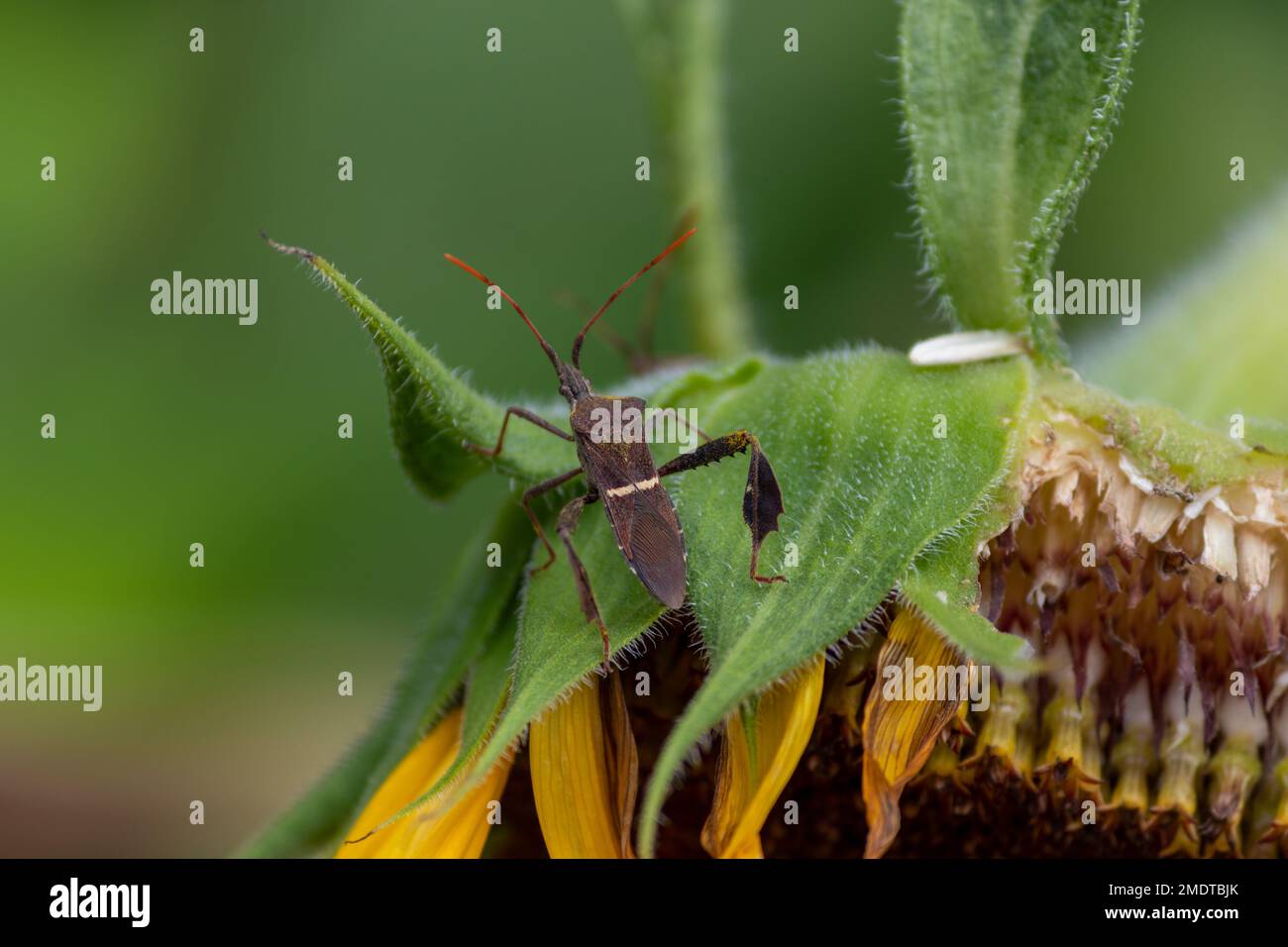 A macro shot of Leaf-footed insect on green leaves against blur ...