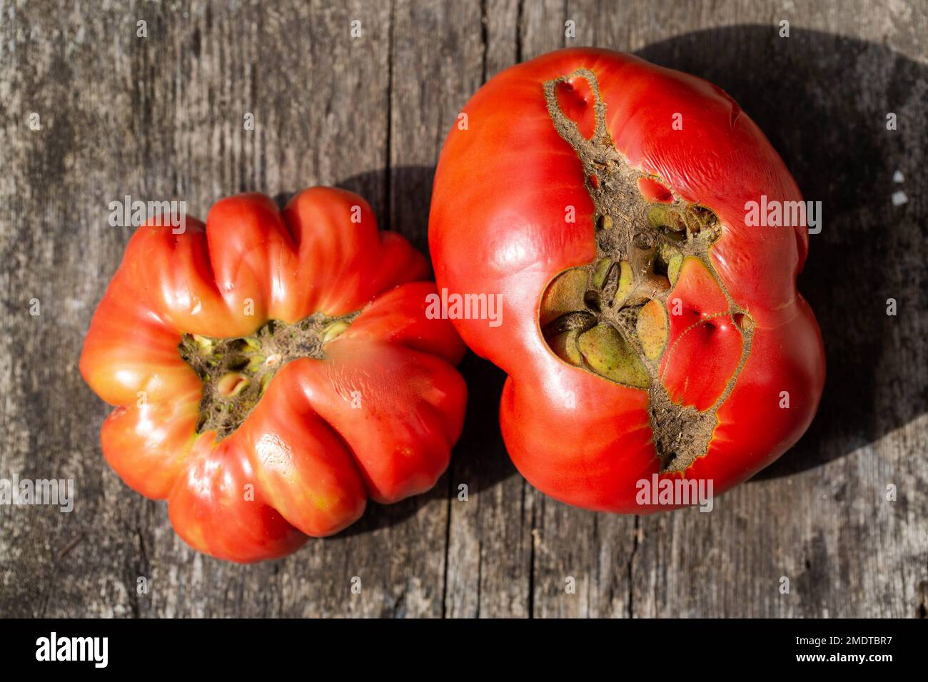 Two big red tomatoes with crack. Tomato storage, tomato disease, lack ...