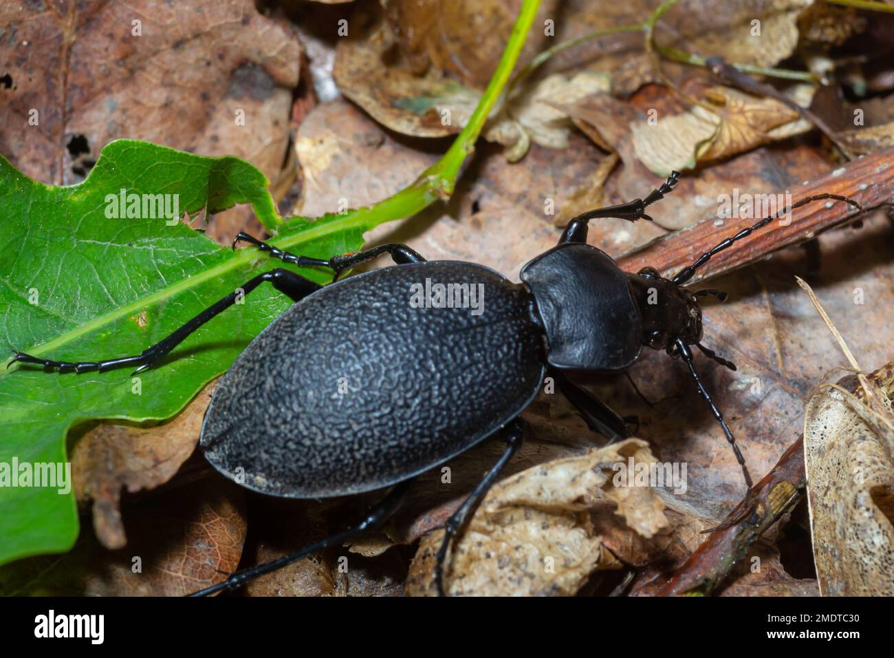 Carabus coriaceus is a species of beetle widespread in Europe, where it ...