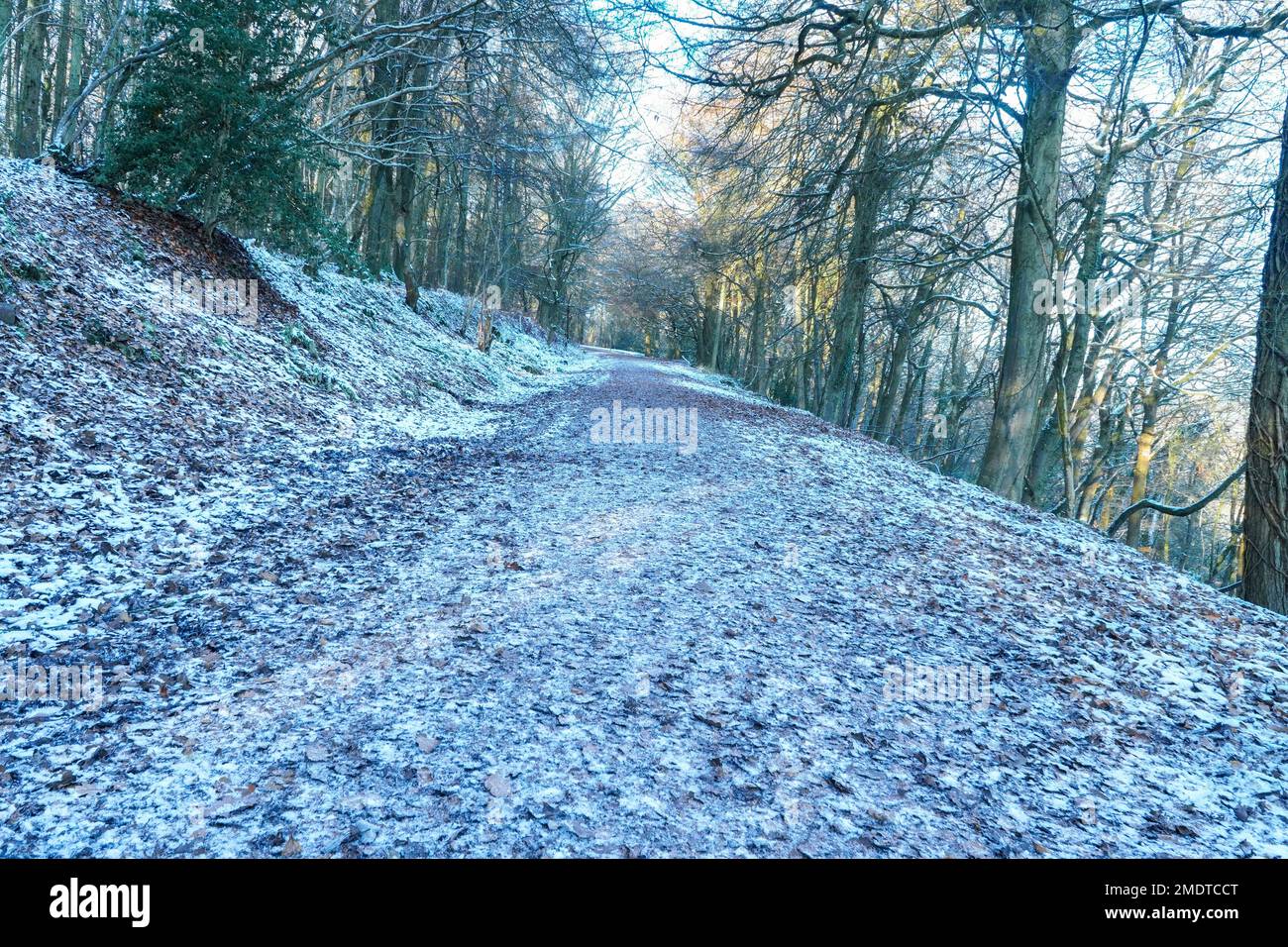 Snow covered woodland along the Wye Valley Walk above Llandogo ...
