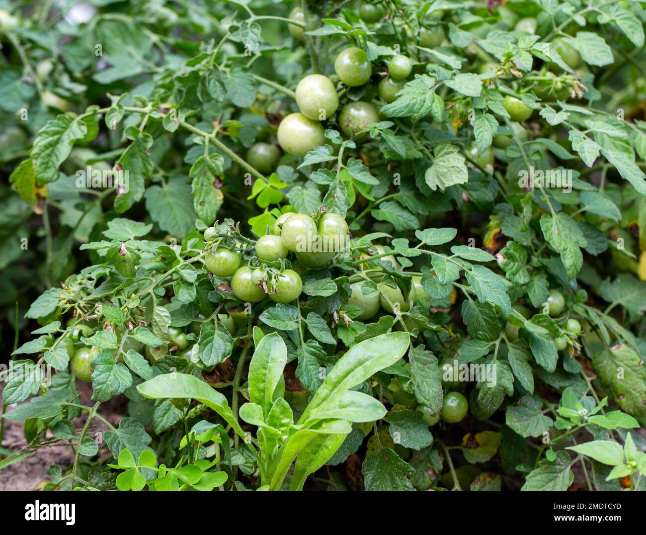 Big bush with green cherry tomatoes. Growing tomatoes in the garden ...
