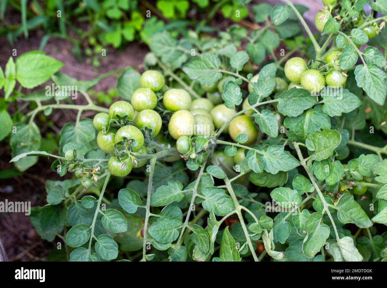Big bush with green cherry tomatoes. Growing tomatoes in the garden ...
