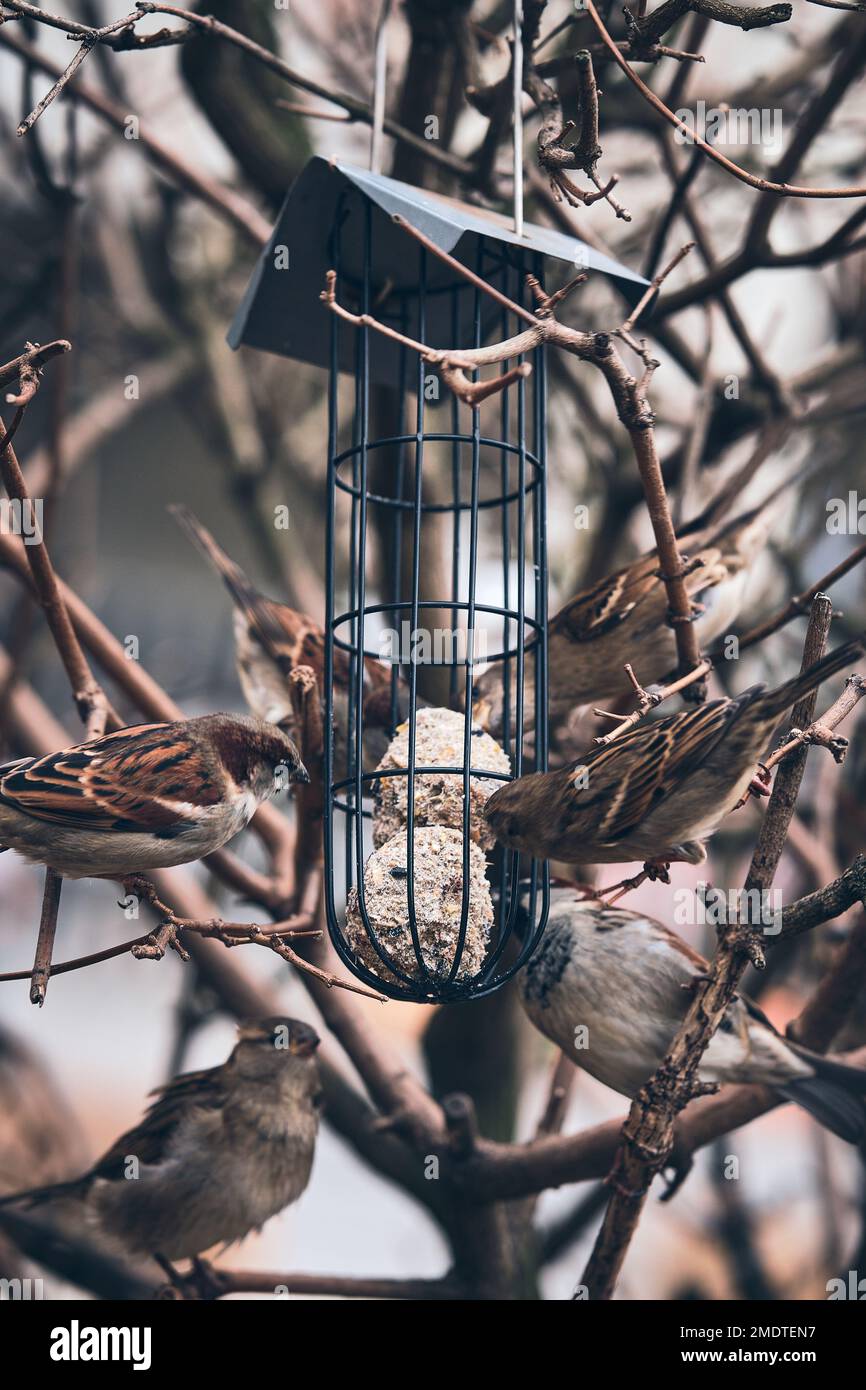 tree sparrows at bird feeder in winter. High quality photo Stock Photo ...