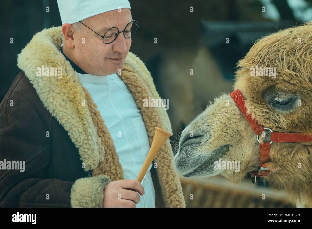 Doctor male veterinarian examines camels Stock Photo - Alamy