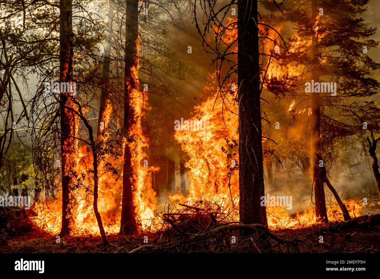 Flames from the Dixie Fire spread in Genesee, Calif., on Saturday, Aug ...