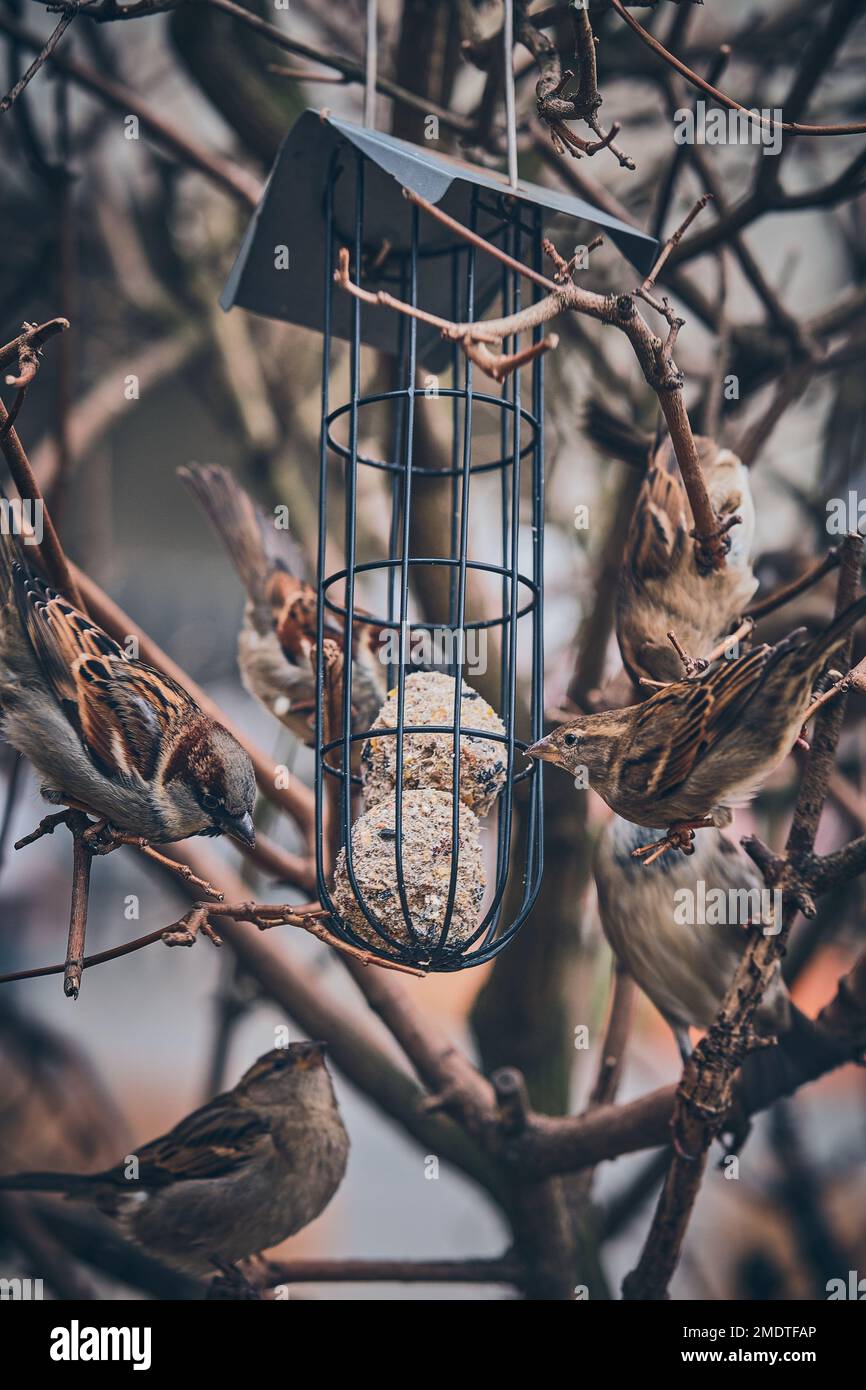 tree sparrows at a bird feeder in a tree. High quality photo Stock ...