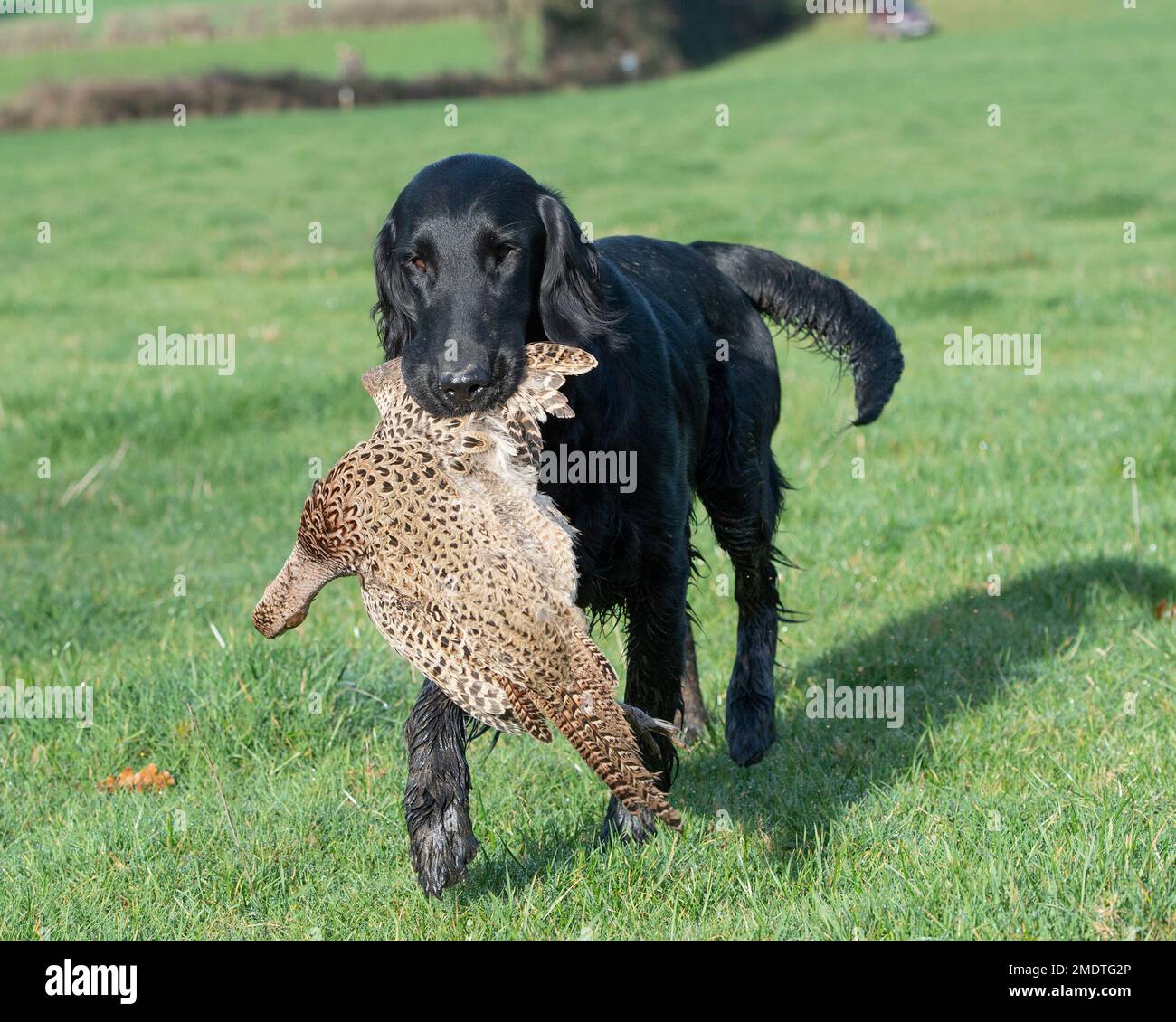 Flatcoated Retriever carryng shot pheasant Stock Photo - Alamy
