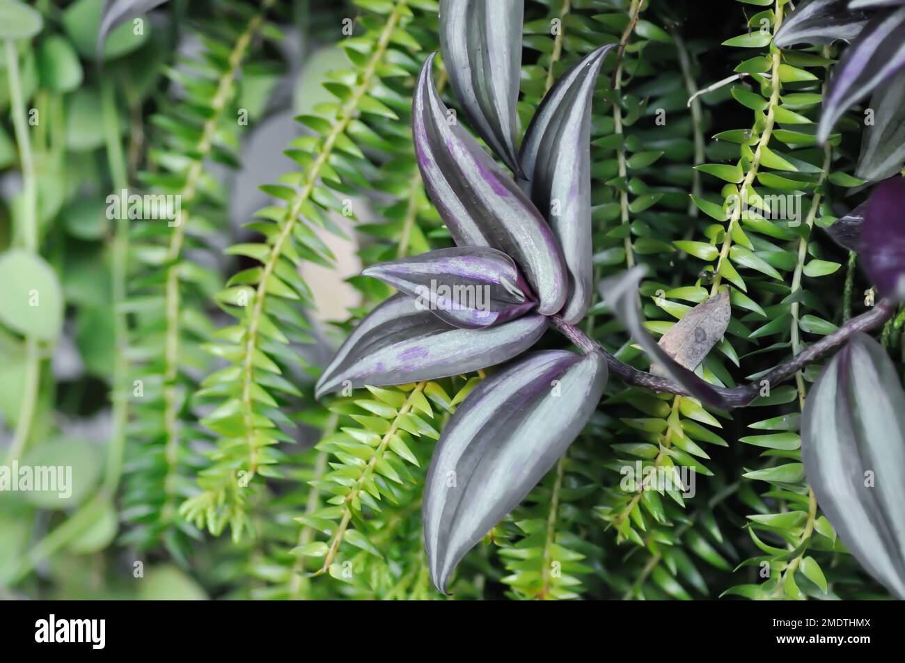 Tradescantia zebrina hort ex Bosse, Zebrina pendula or spiderwort or ...