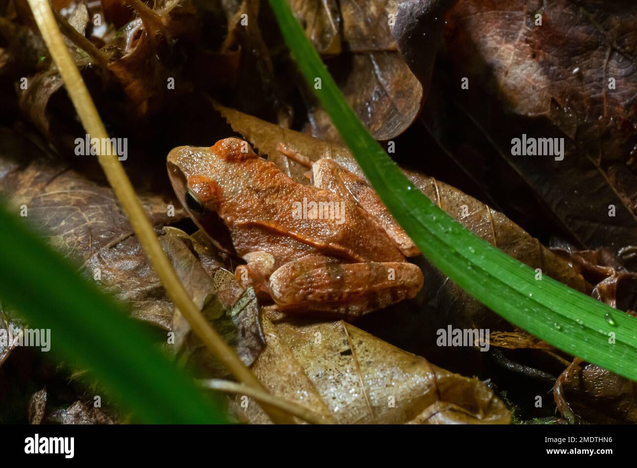 Beautiful life with frogs hi-res stock photography and images - Alamy