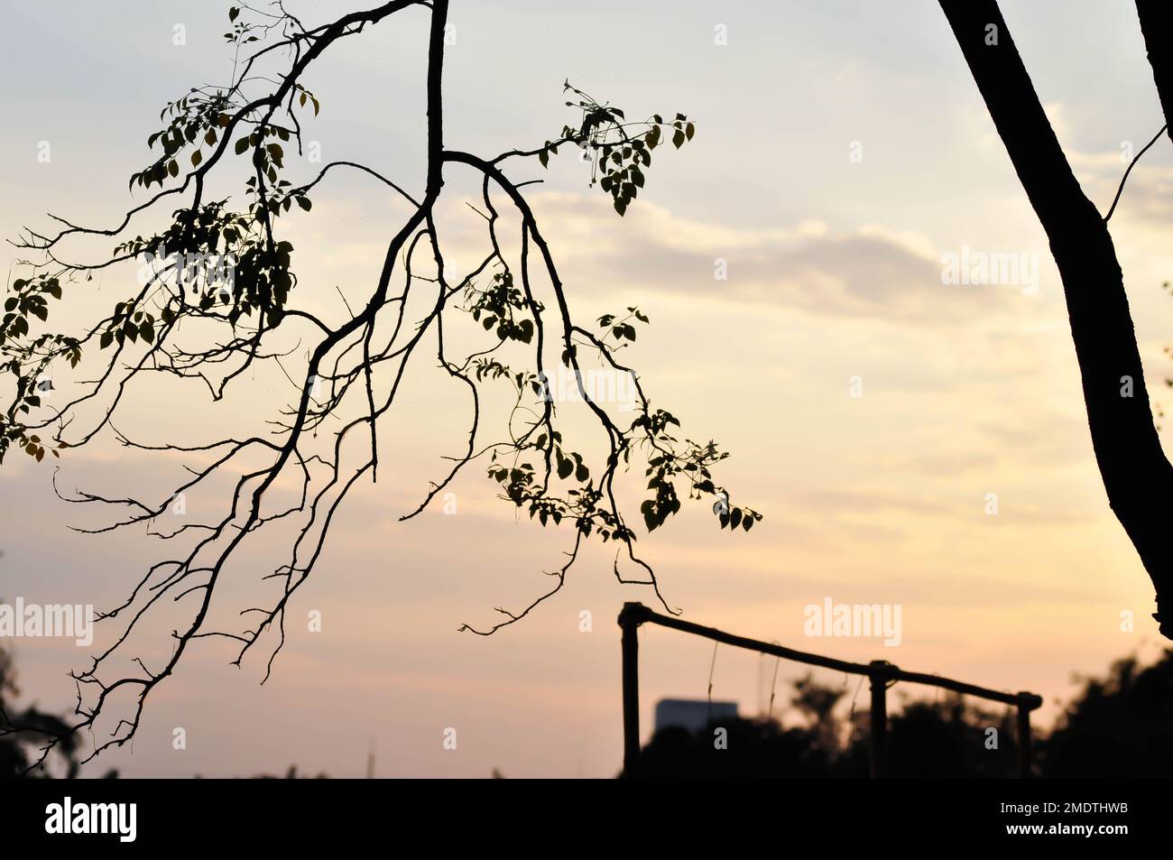 plant ,branch or tree and blue sky or cloud Stock Photo - Alamy
