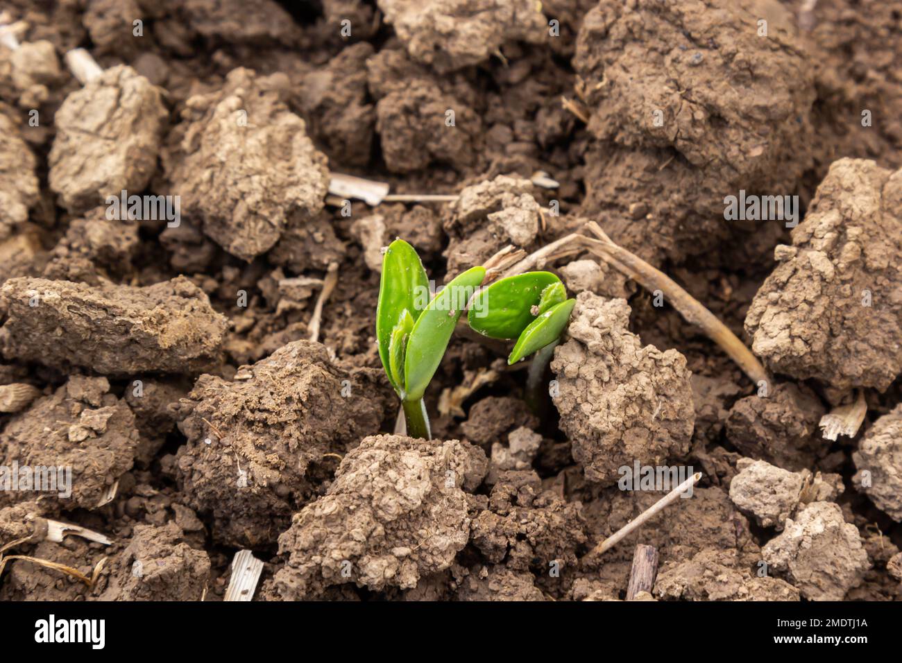 Fresh green soy plants on the field in spring. Rows of young soybean ...