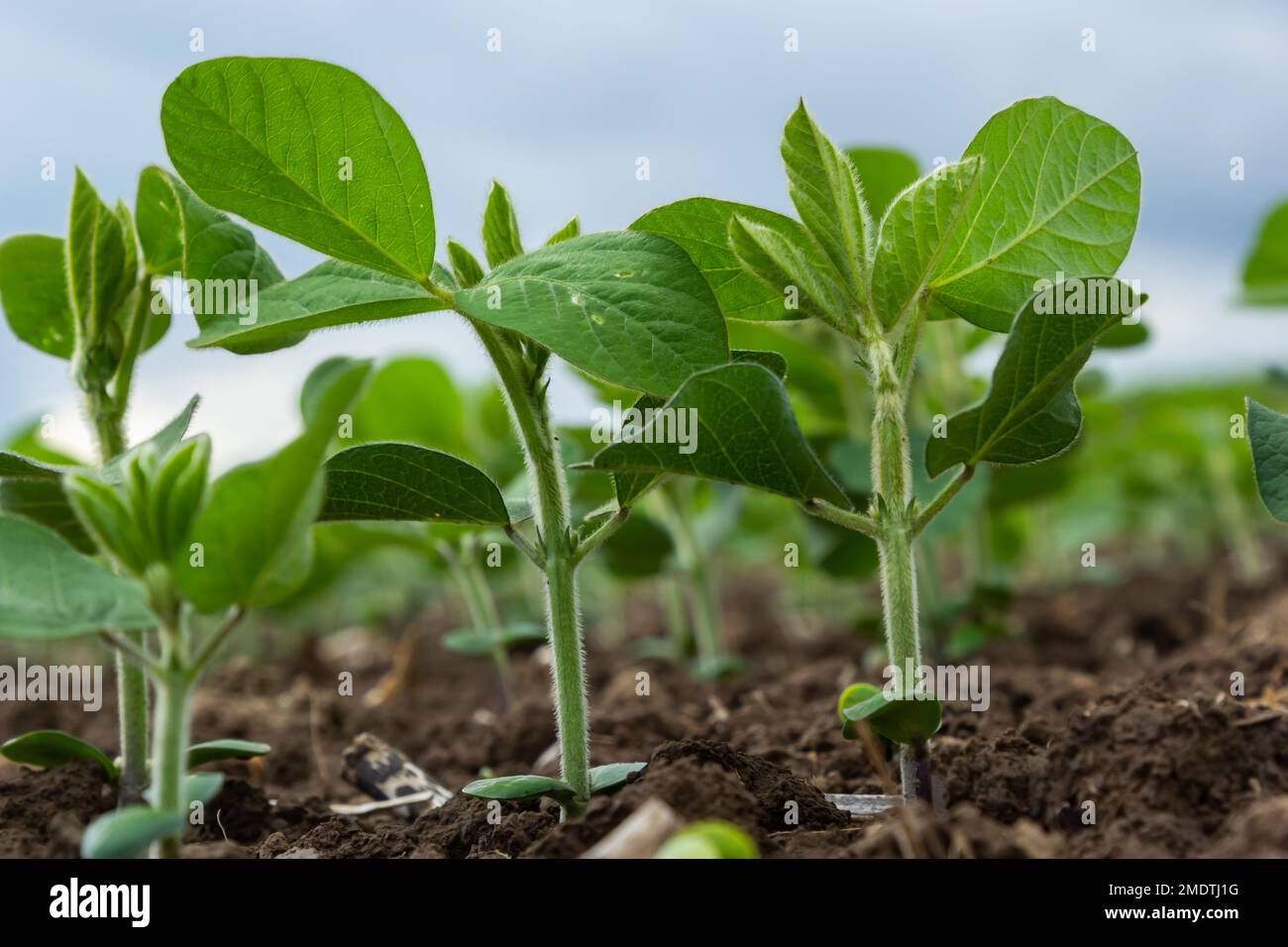 Soybean plant leaf close-up in a field of young plants. Young crops of ...