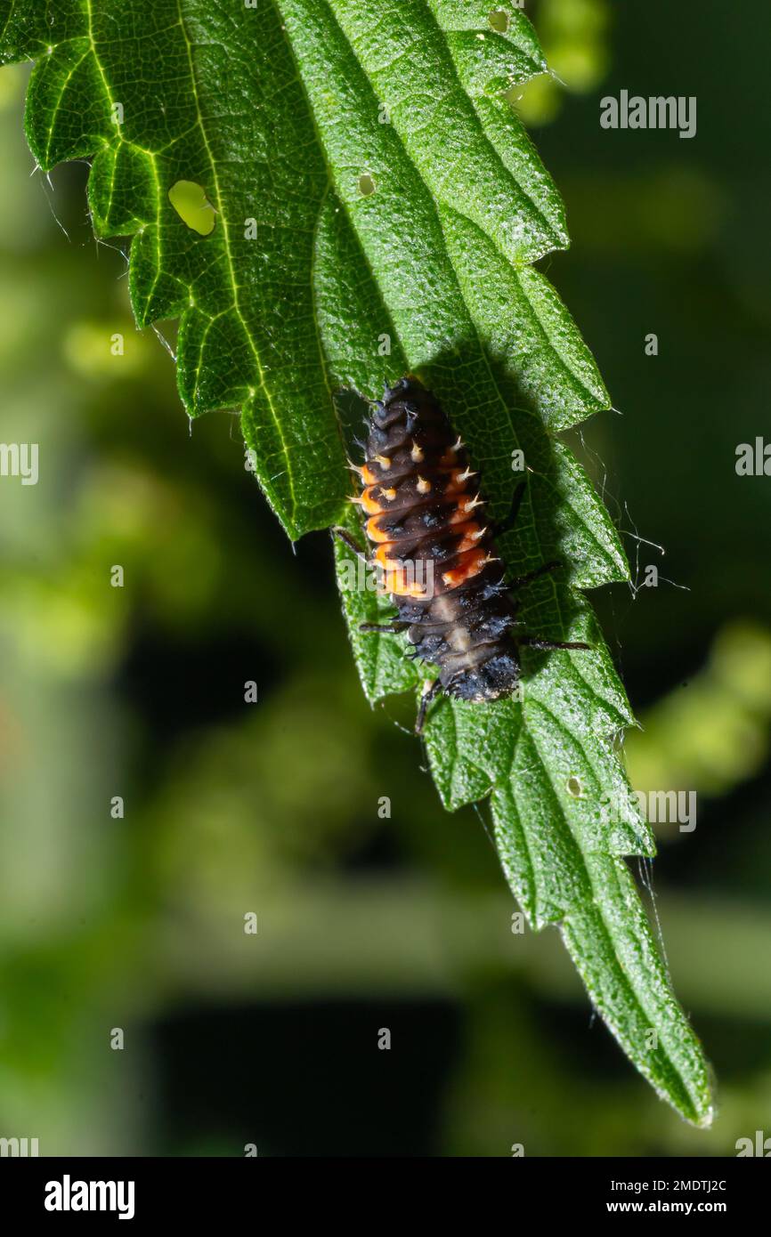 Ladybug insect larva or pupa Coccinellidae closeup. Pupal stage feeding ...