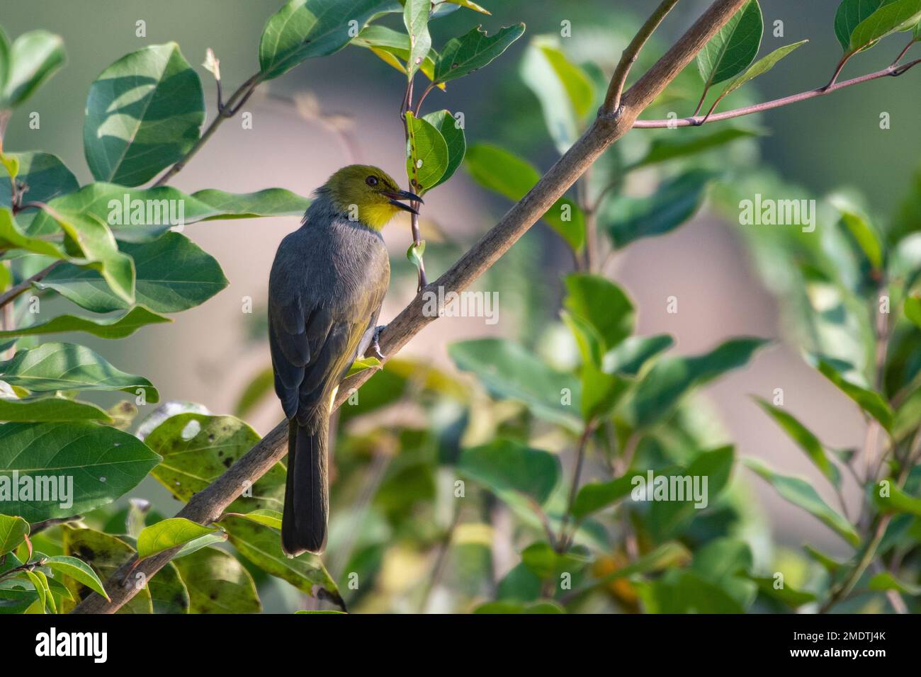 Yellow-throated bulbul or Pycnonotus xantholaemus observed in Hampi ...