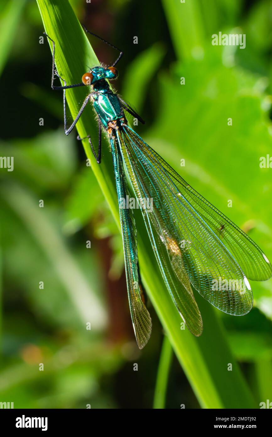 Male banded demoiselle damselfly, Calopteryx splendens. Stunning ...