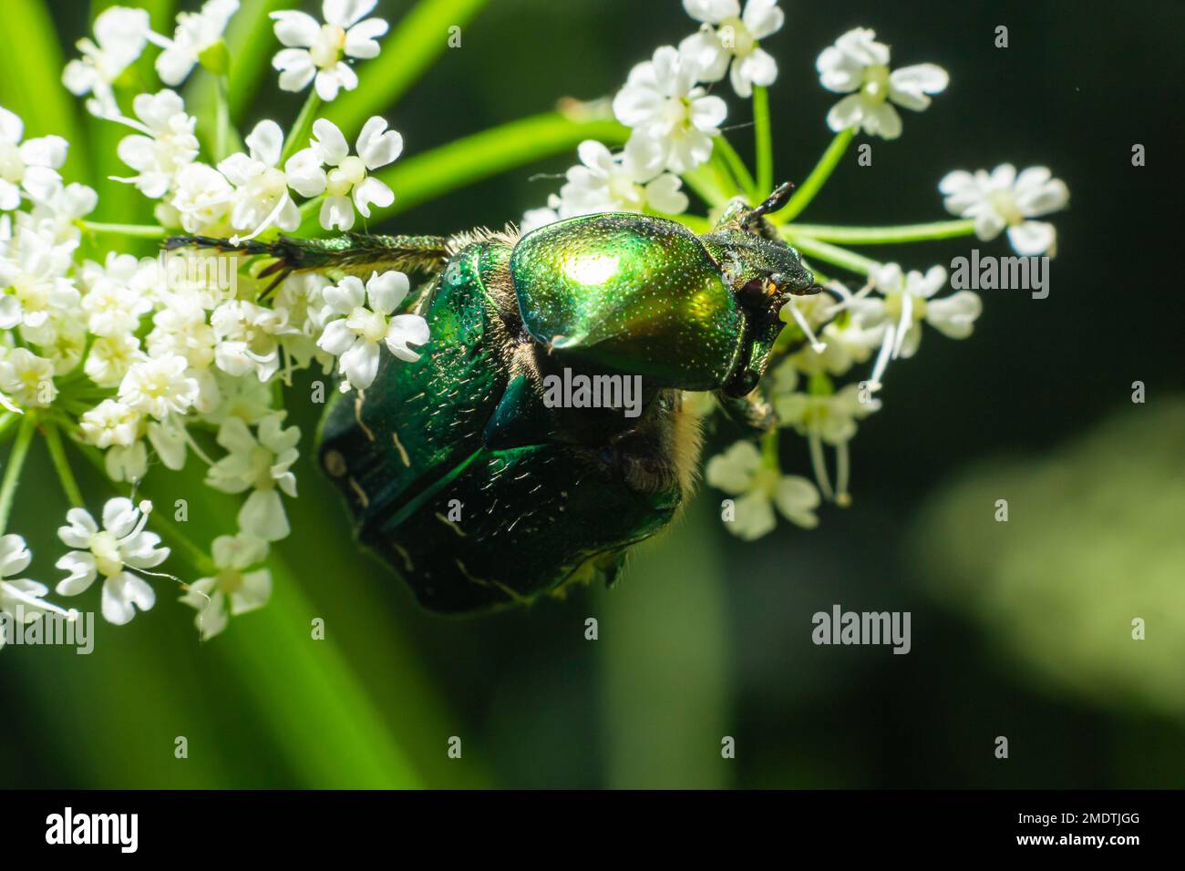 Shiny insect hi-res stock photography and images - Alamy