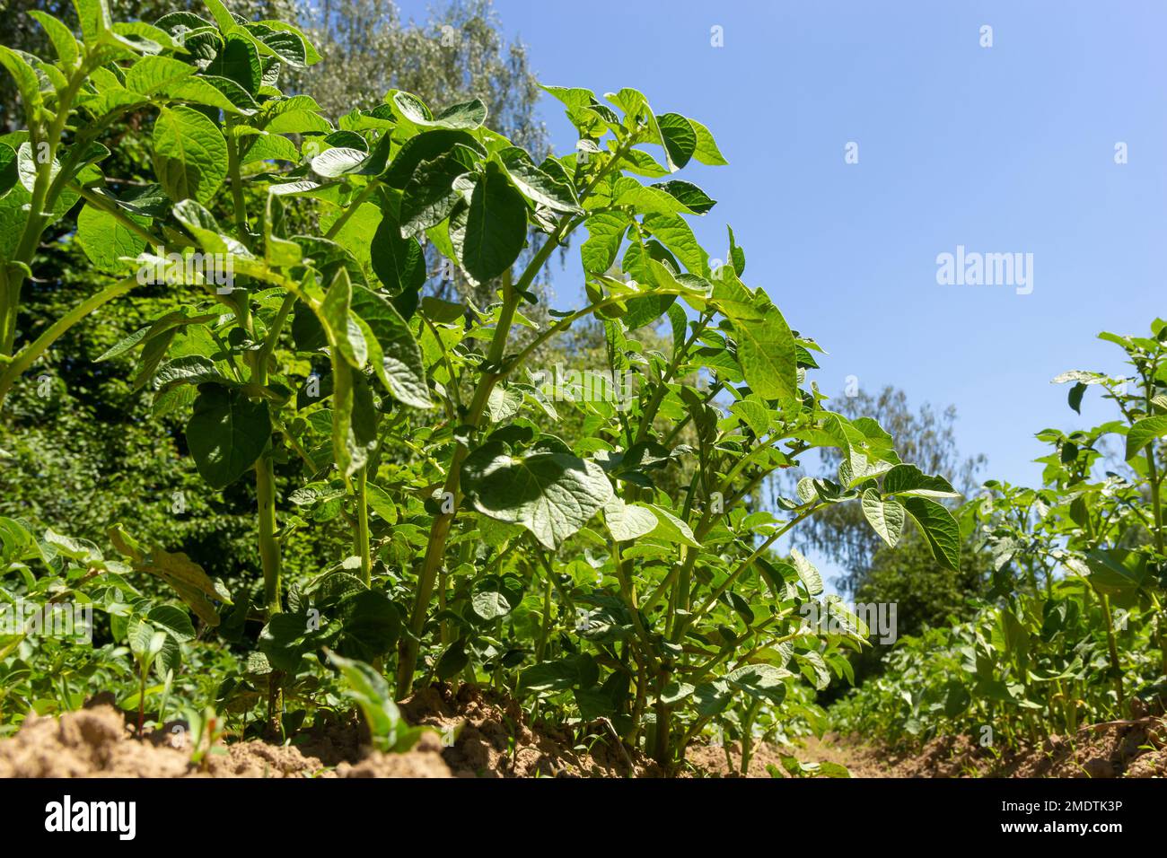 Potato, Solanum tuberosum, plantation. Crop planted at agriculture ...