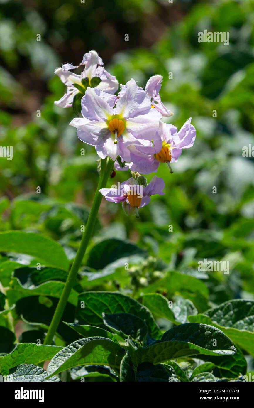 Young flowering potato bushes on a green field, farm, organic farming ...