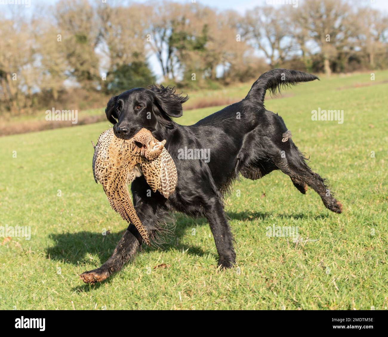 Flatcoated Retriever carrying shot hen pheasant Stock Photo - Alamy