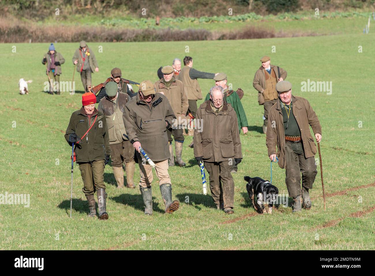 shooting party with guns and dogs Stock Photo - Alamy