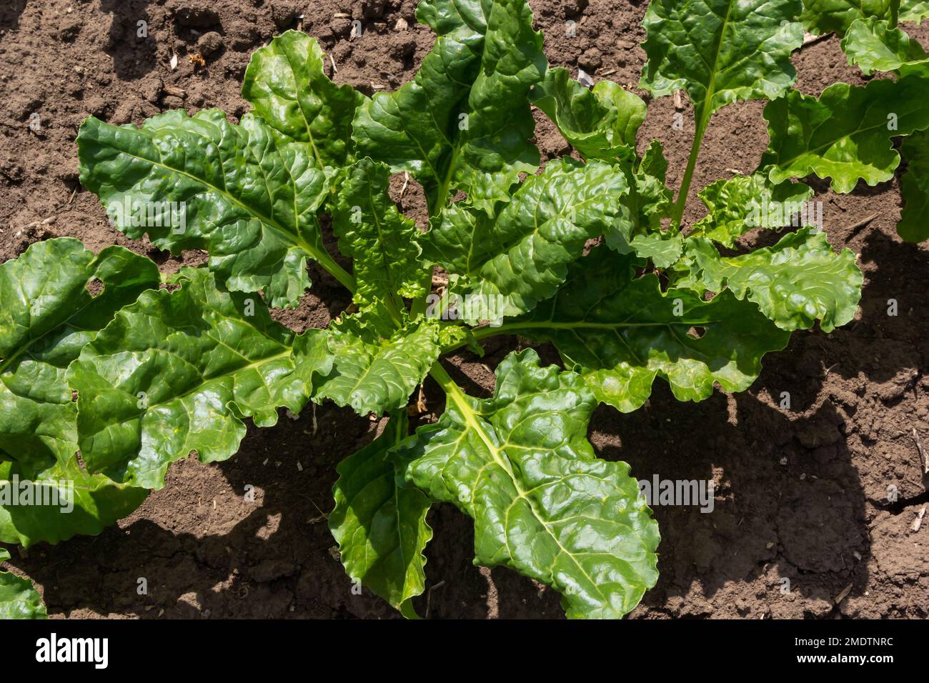 The beet field hi-res stock photography and images - Alamy