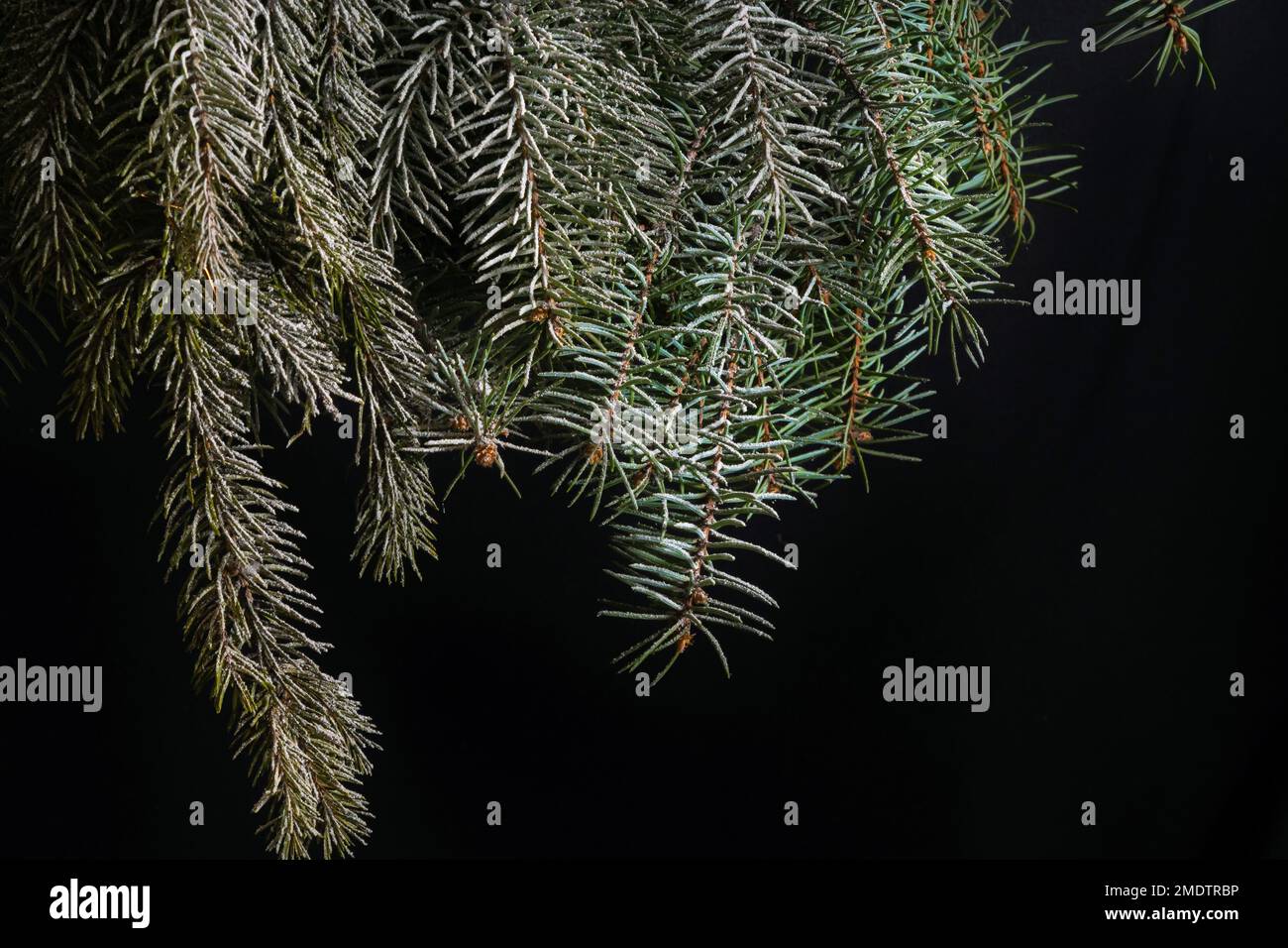 Christmas fir tree branches Background. Christmas pine tree wallpaper ...