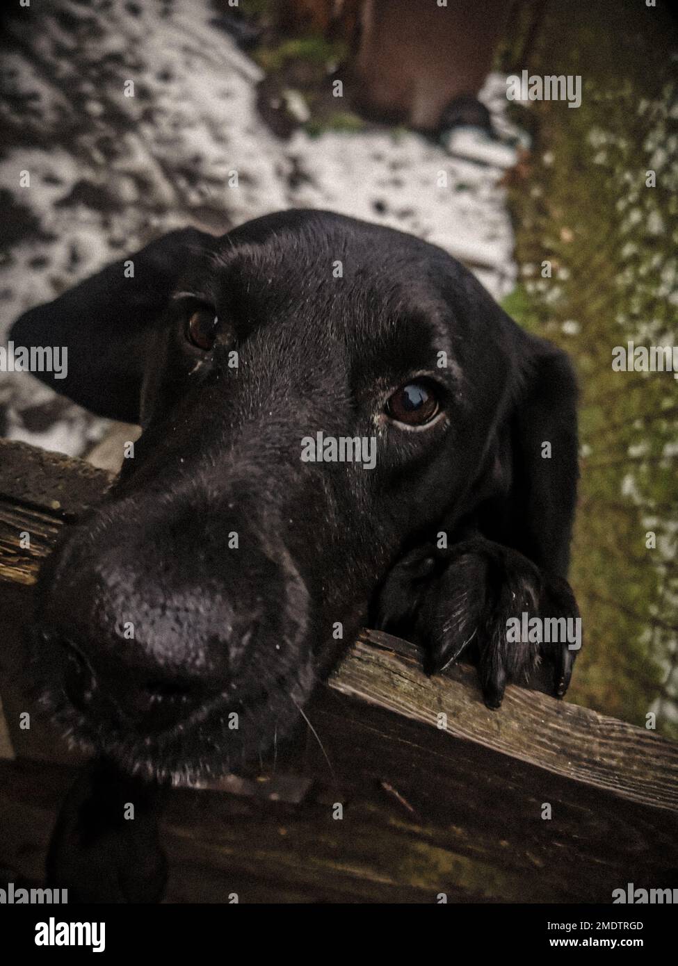A closeup shot of a cute, black dog Stock Photo - Alamy