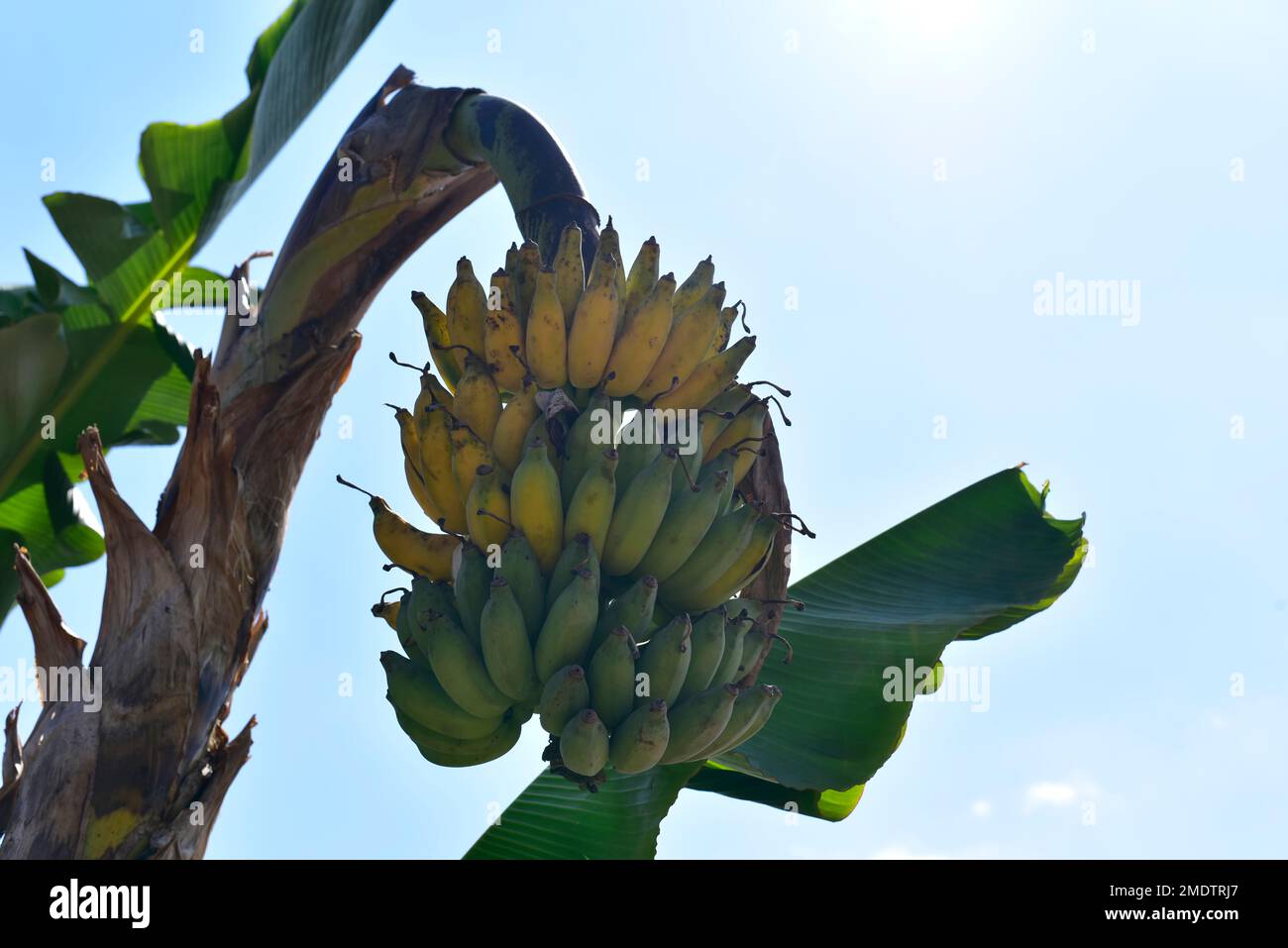 A bunch of ripe bananas on an agricultural plantation tree. Ripe bunch ...