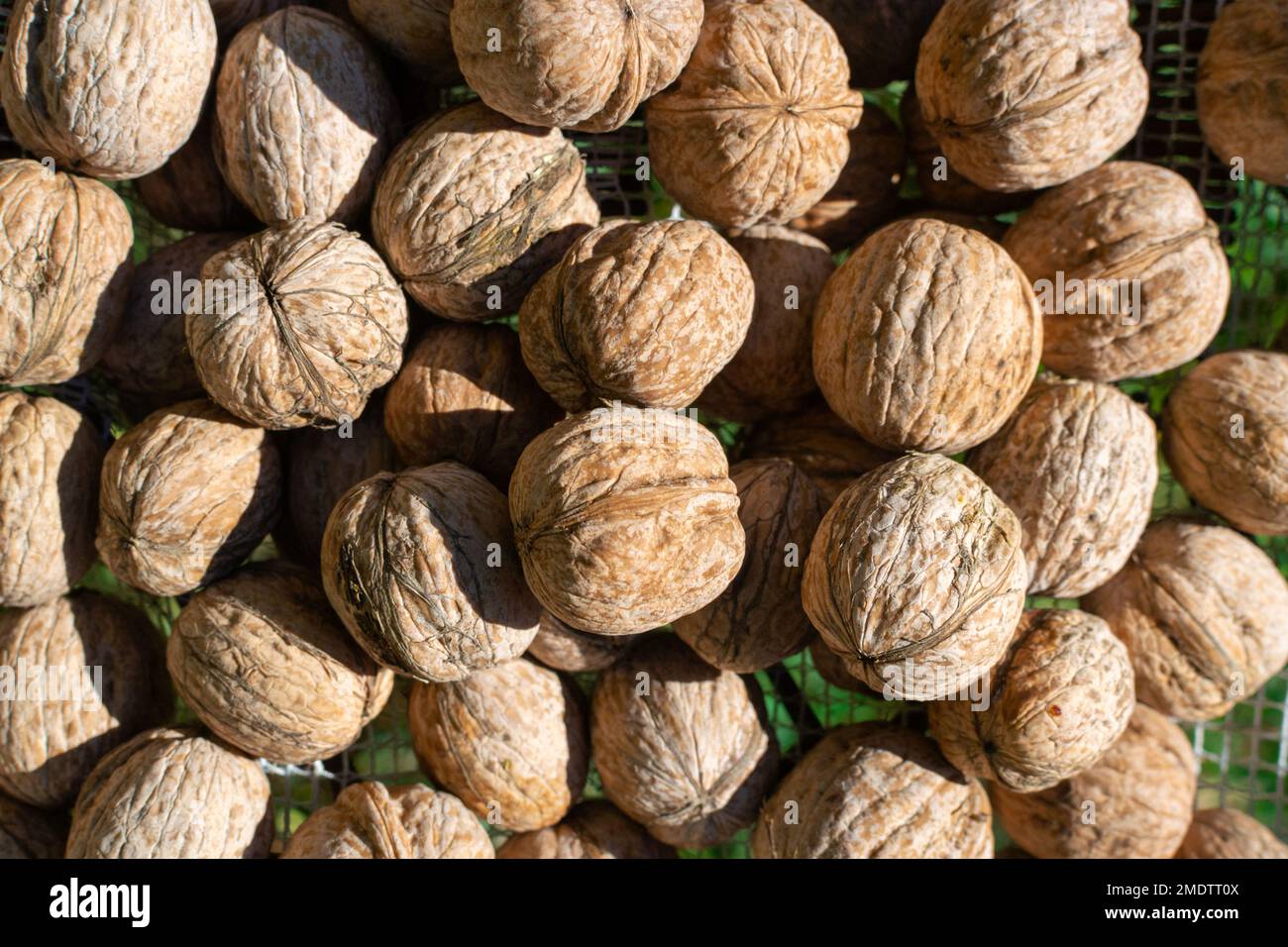 Heap freshly harvested walnuts hi-res stock photography and images - Alamy