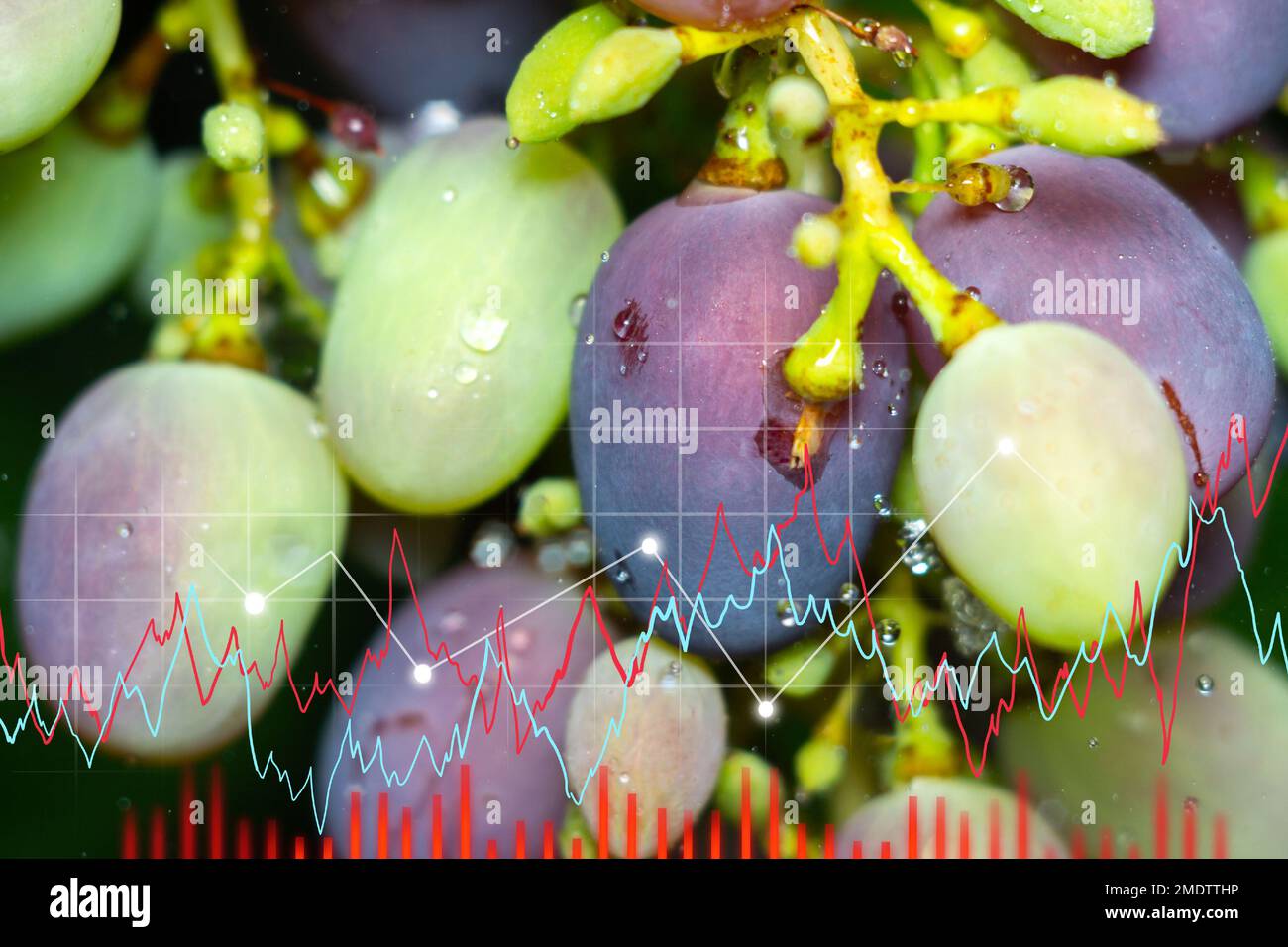 Growth chart, ripe fruit. A green grape orchard for a good industrial ...