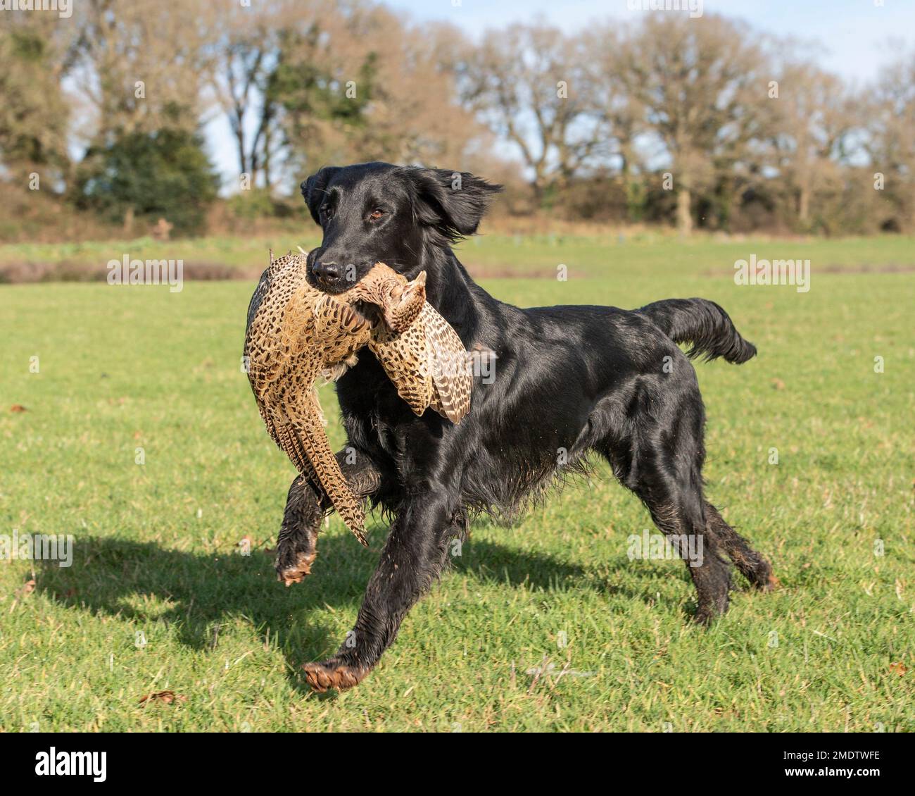 Flatcoated Retriever retrieving shot pheasant Stock Photo - Alamy