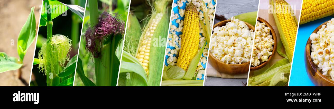 Corn, banner background, collage. A collection of corn. Harvest food ...