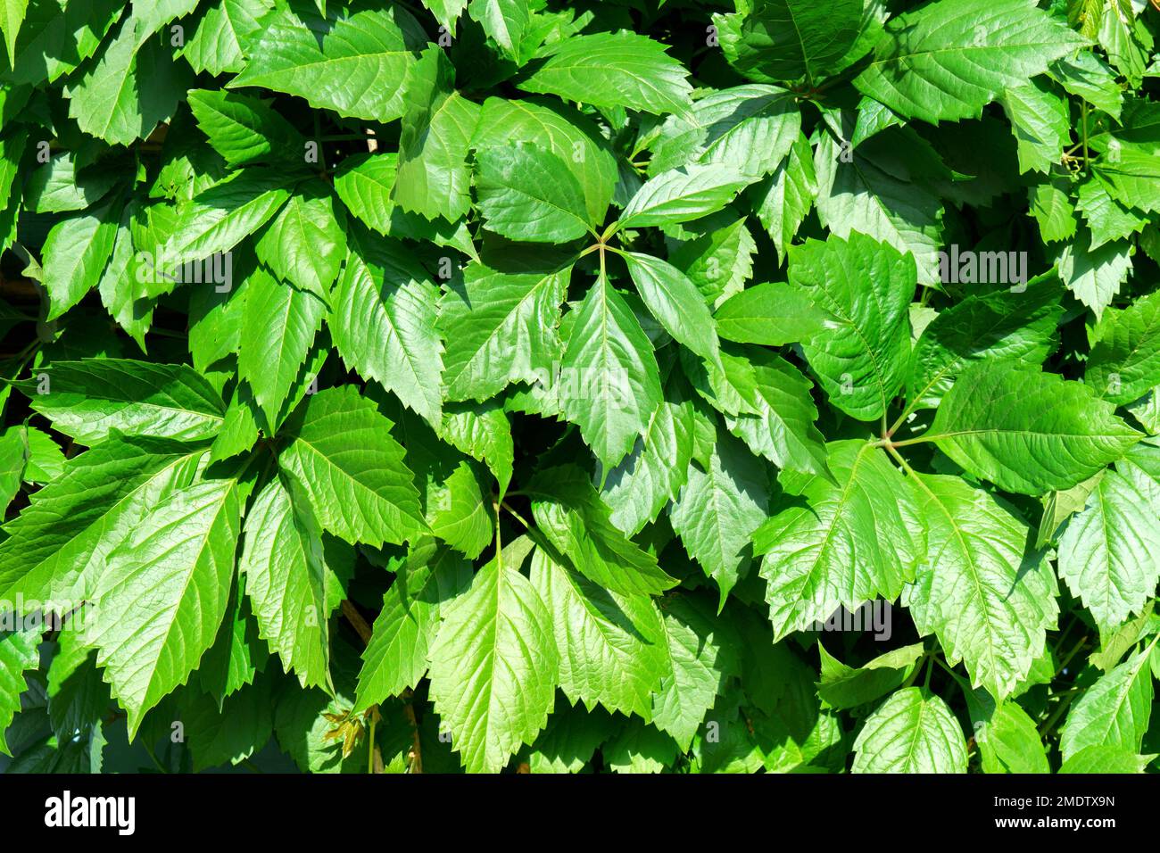 Plants live fence, Background and texture of green plants. Close-up ...
