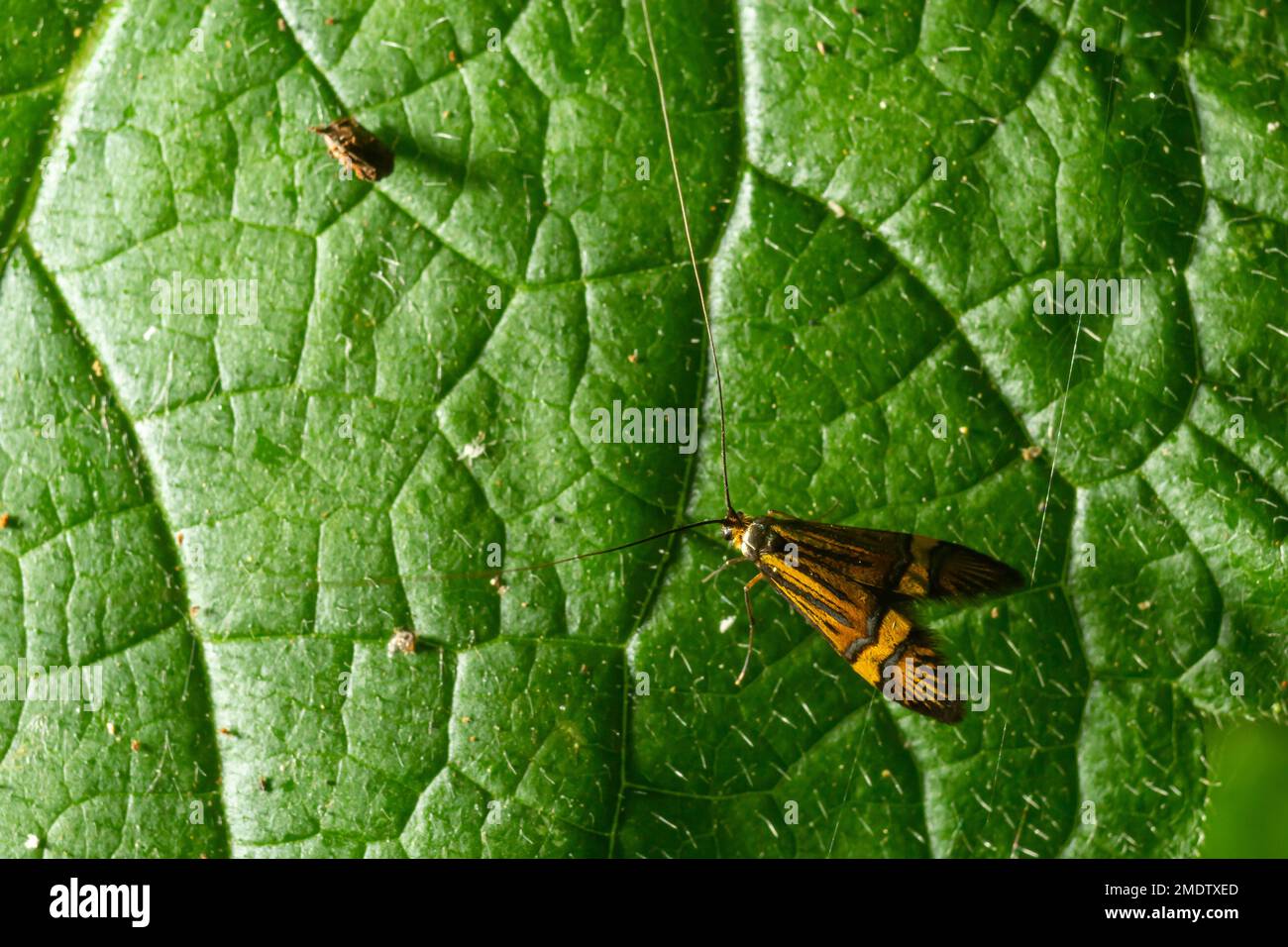 Tellow-barred Longhorn moth Nemaphora degeerella huge antenna Stock ...