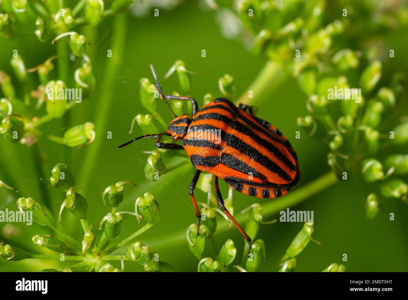 Colorful Striped Bug or Minstrel Bug Graphosoma lineatum, Graphosoma ...