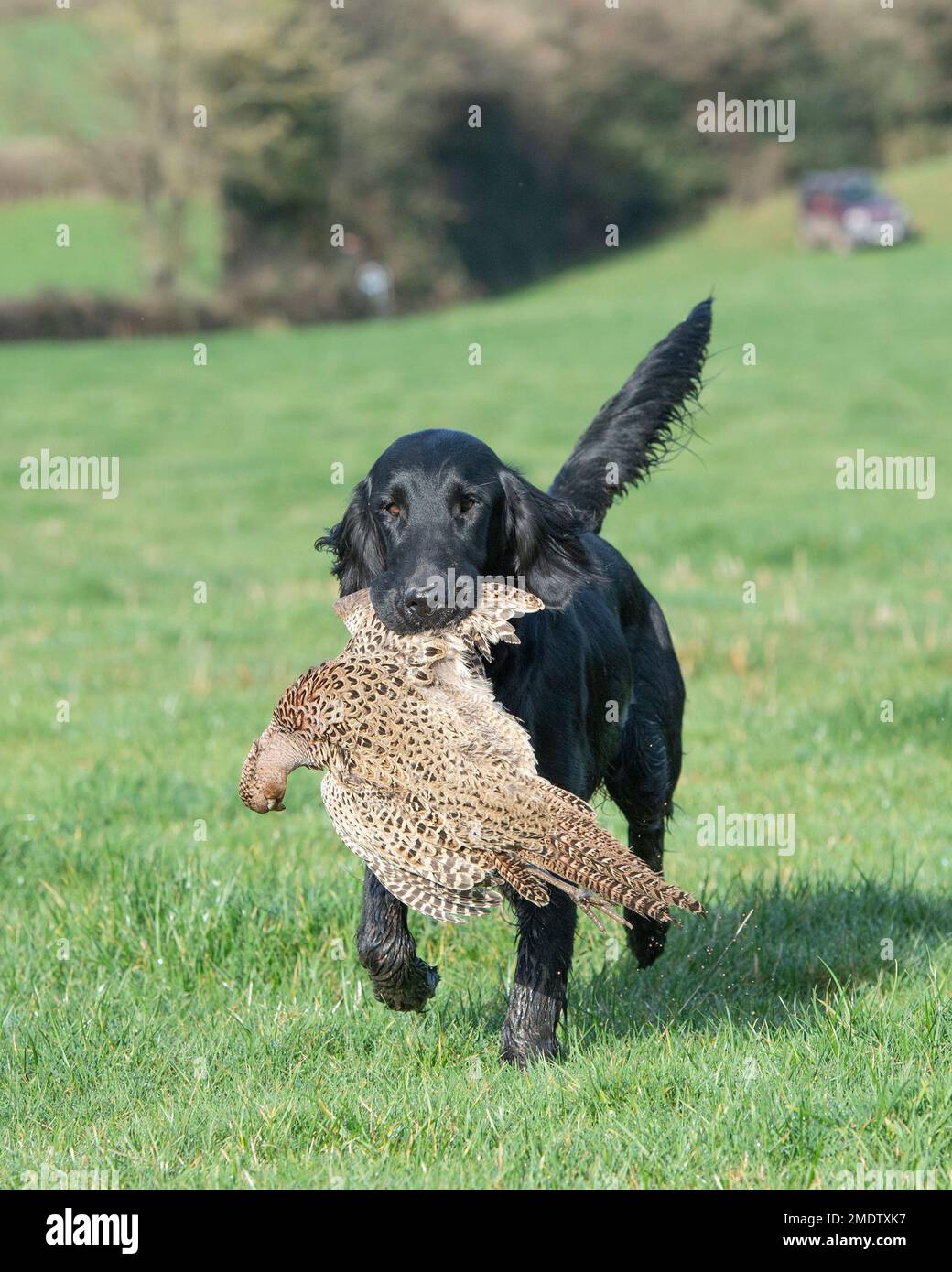 Flatcoated Retriever retrieving shot pheasant Stock Photo - Alamy