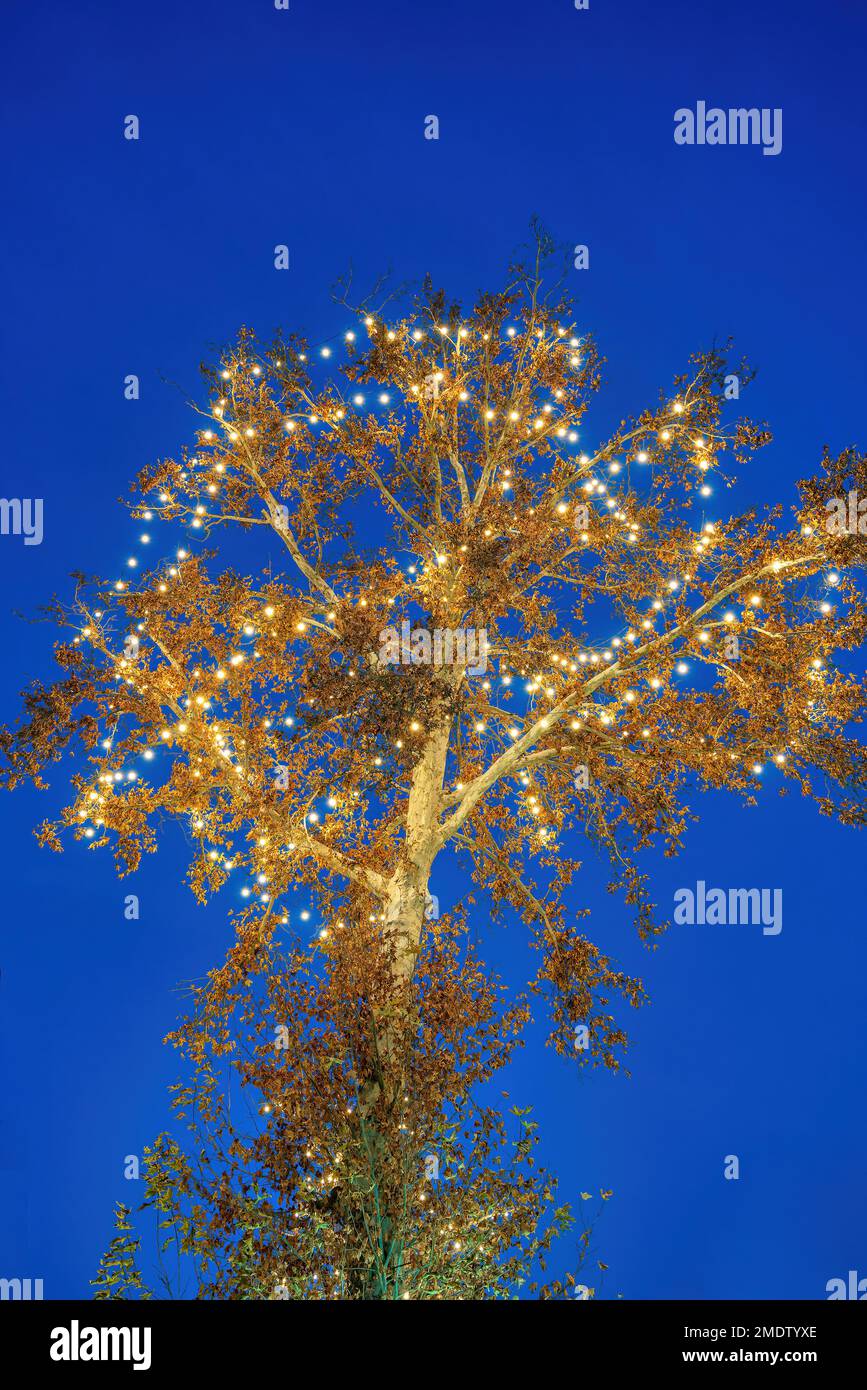 A tree decorated with festive garlands with luminous bulbs against the ...