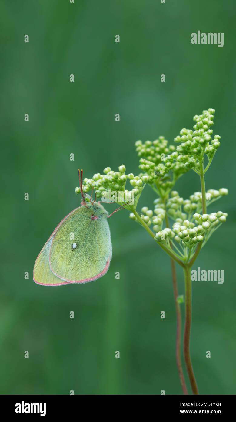 Moorland clouded yellow, Colias palaeno resting on meadowsweet plant ...
